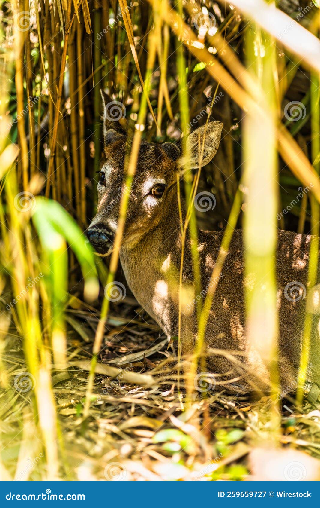Vertical Closeup Shot of a Small Brown Deer Hiding Behind Plants on a ...