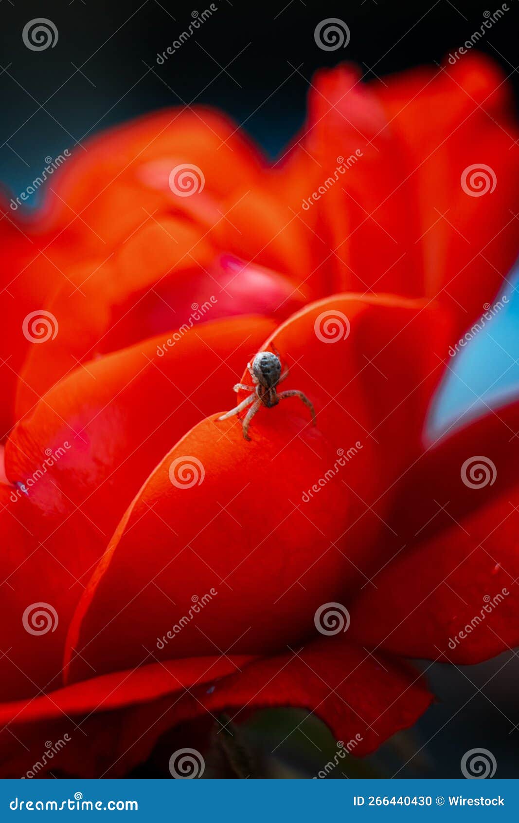 Vertical Closeup Shot of a Small Spider on a Red Rose Stock Photo ...
