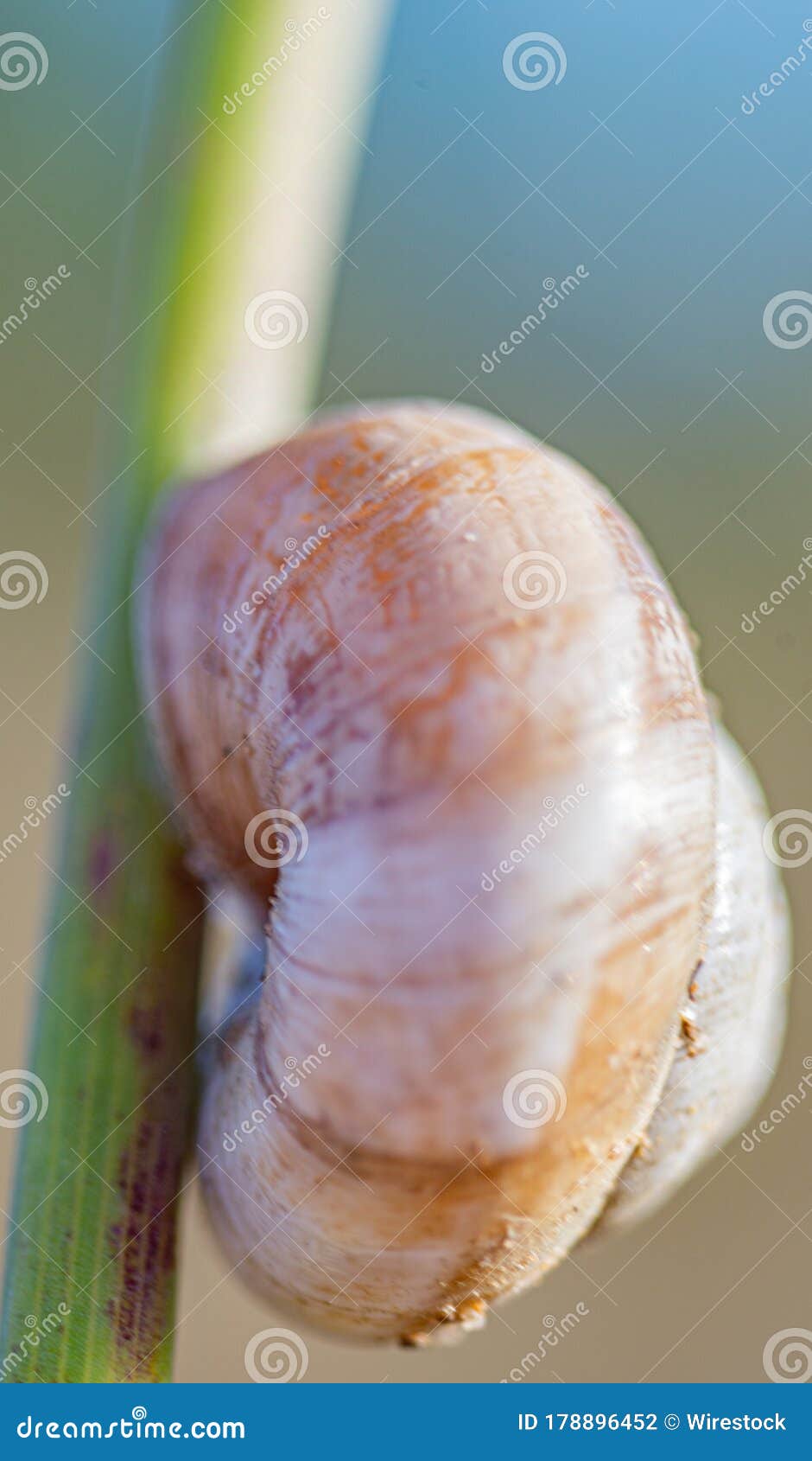 Vertical Closeup Shot of a Snail Shell on a Green Stem Stock Photo ...