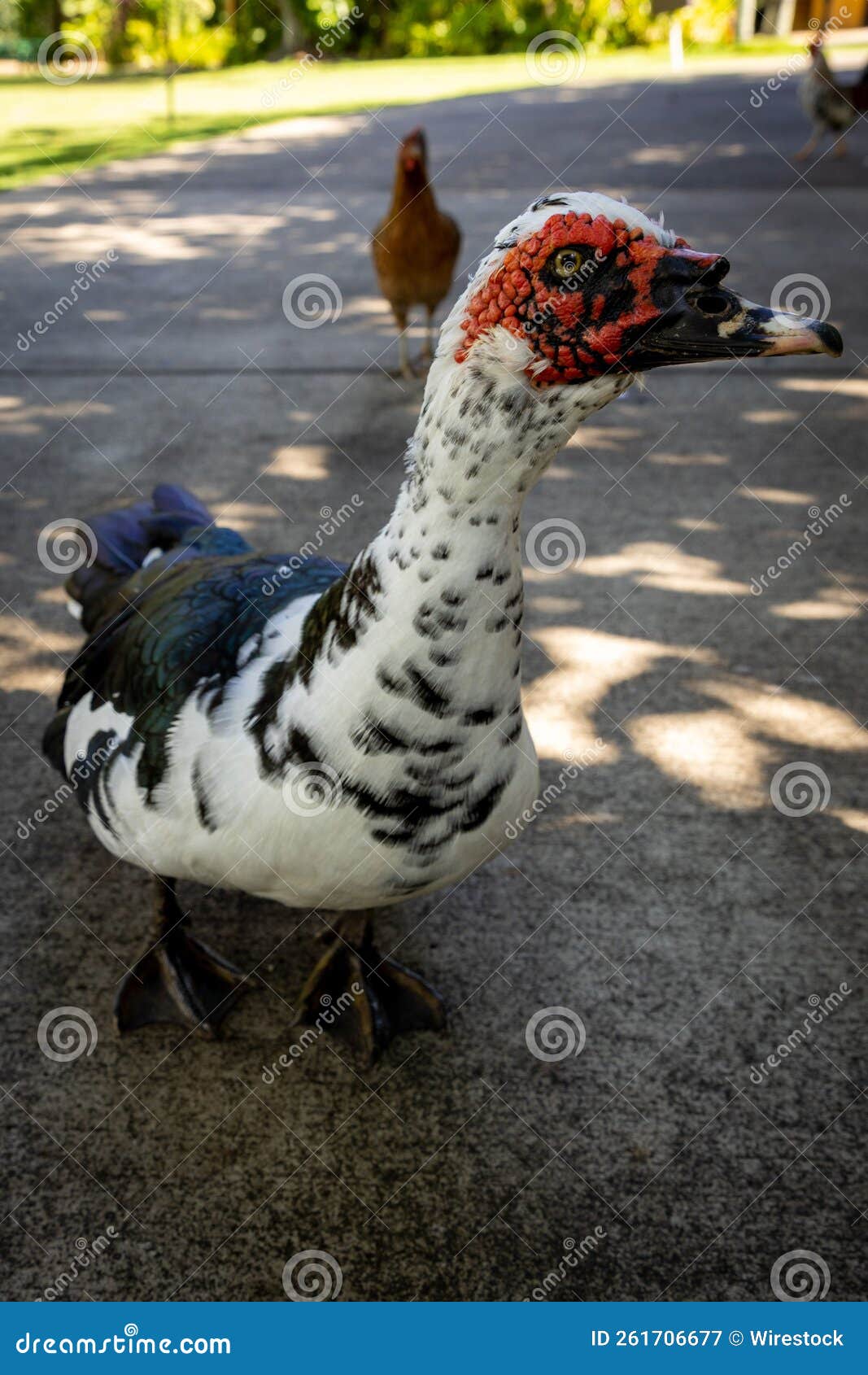 Vertical Closeup Shot of a Spotted Muscovy Duck Perched on the Floor ...