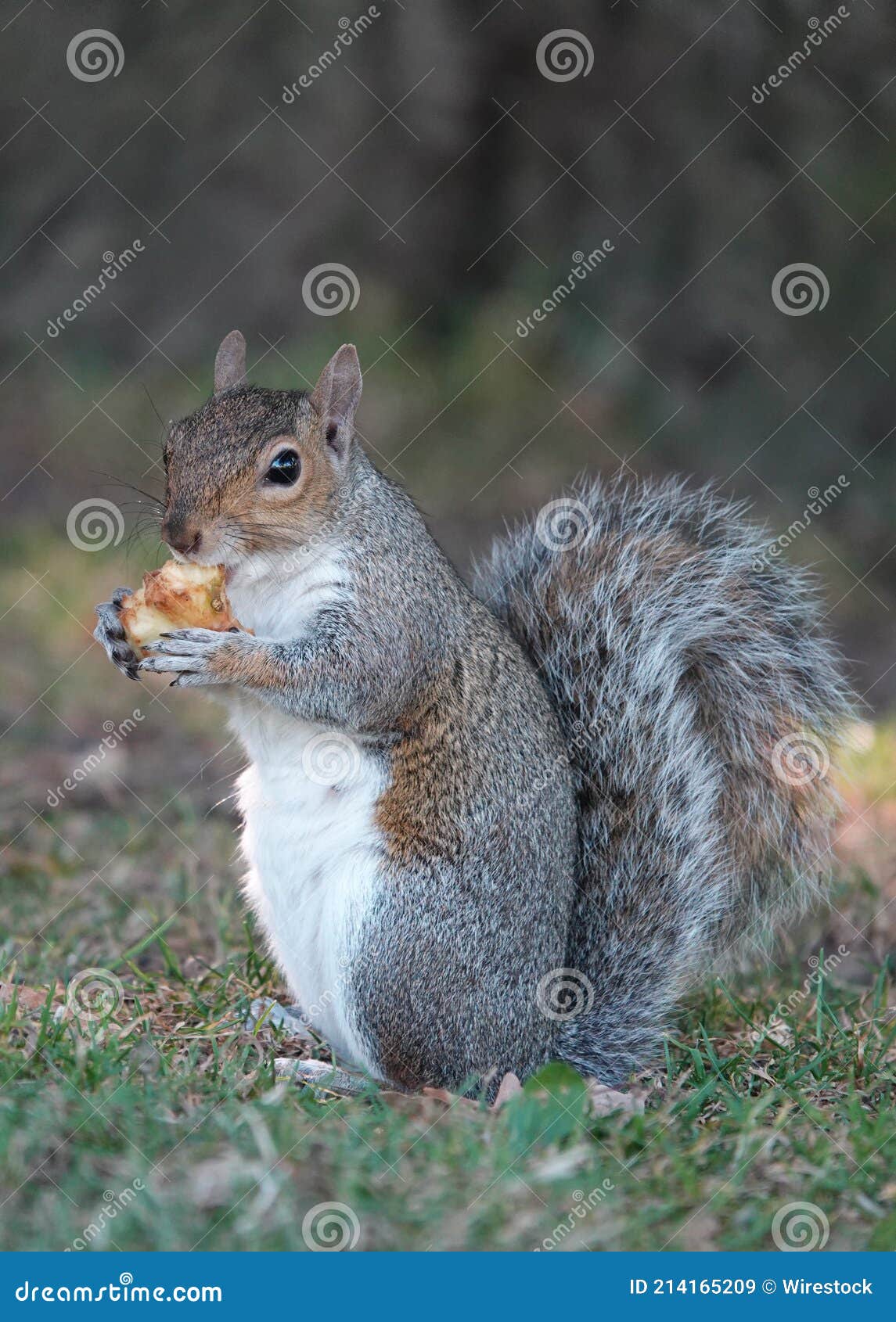 Vertical Closeup Shot of a Squirrel Eating a Nut Stock Image - Image of ...