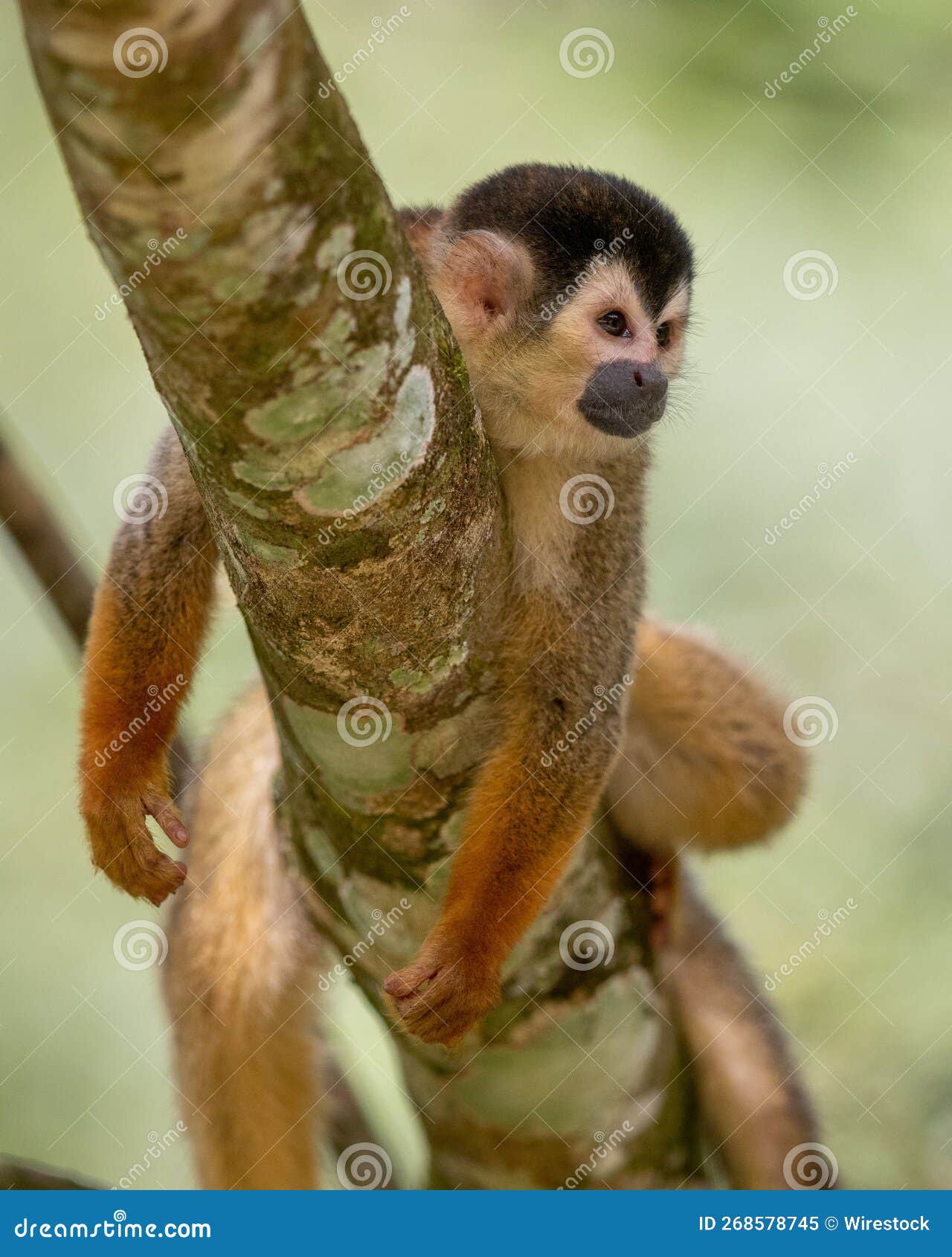 Vertical Closeup Shot of a Squirrel Monkey Laying on a Tree Branch ...