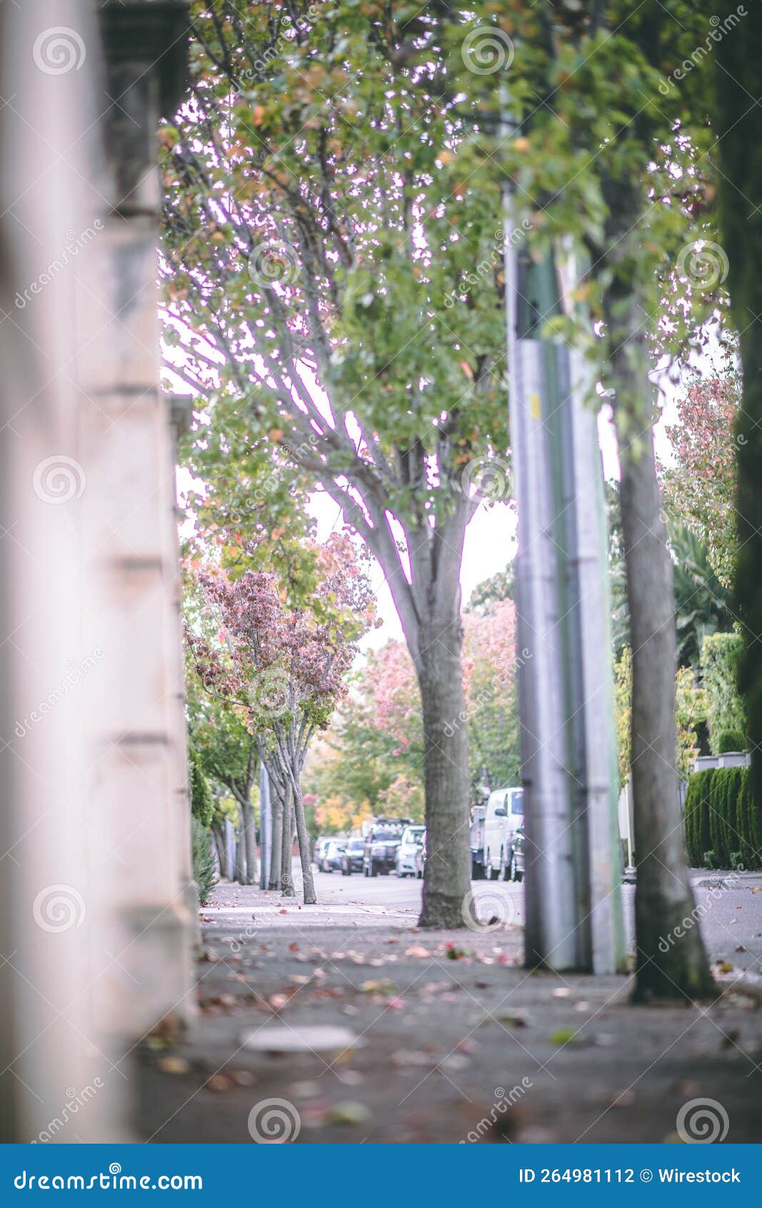 Vertical Closeup Shot of a Tall Tree on the Side of a Sidewalk on a ...
