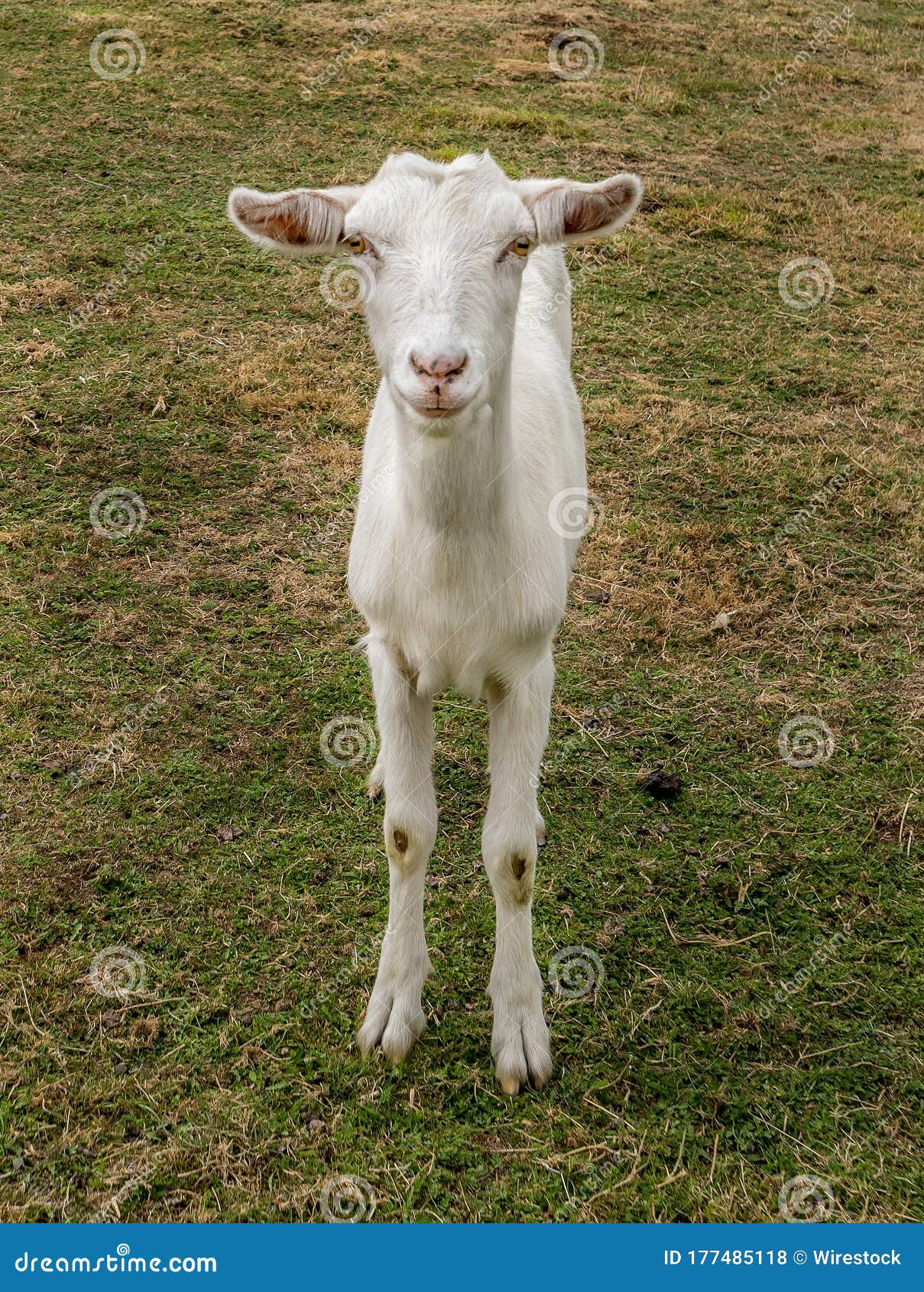 Vertical Closeup Shot of a Tame White Goat Staring at the Camera Stock ...