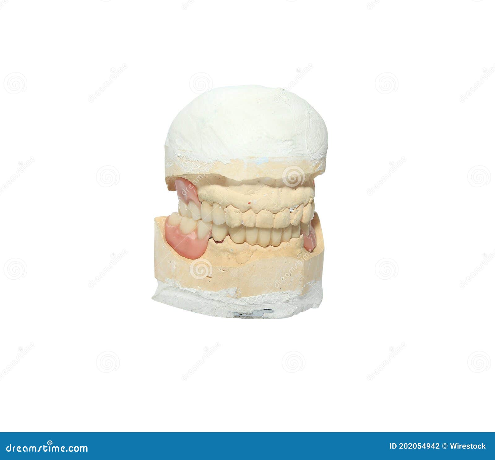 Vertical Closeup Shot of Teeth Made of Clay on a White Background Stock ...