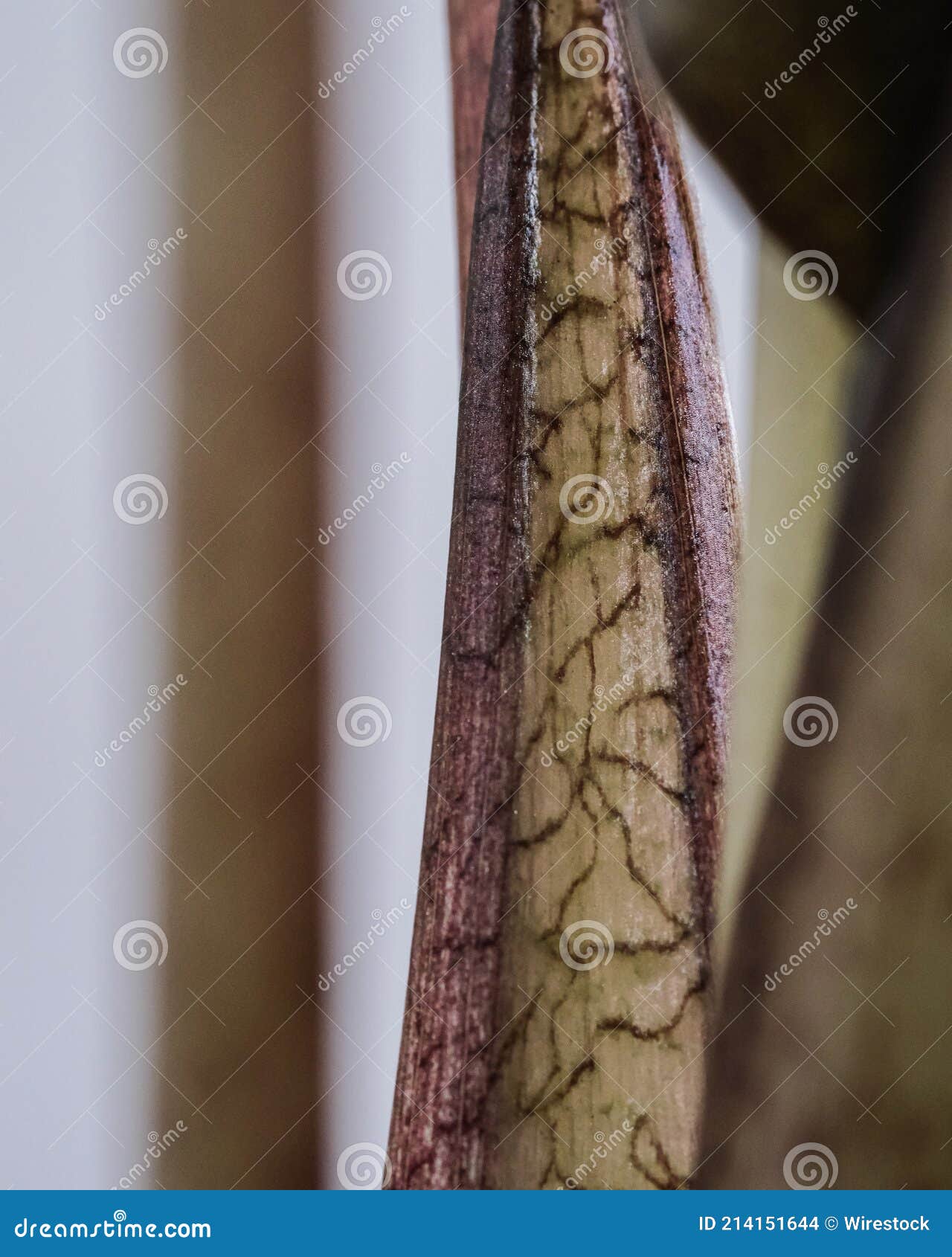Vertical Closeup Shot of Textures on a Stem Stock Photo - Image of ...