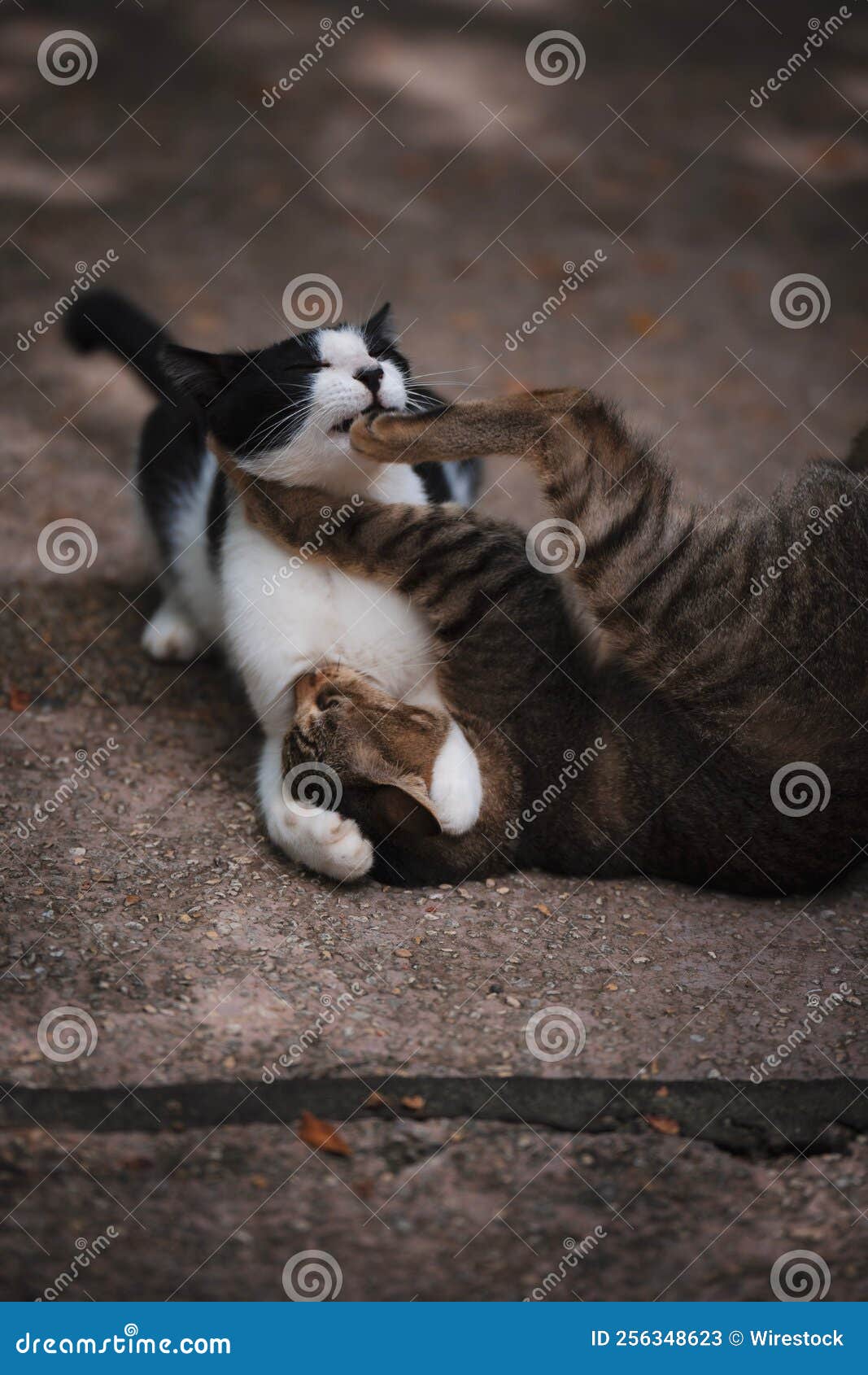 Vertical Closeup Shot of Tho Small Kittens Fighting Stock Image - Image ...