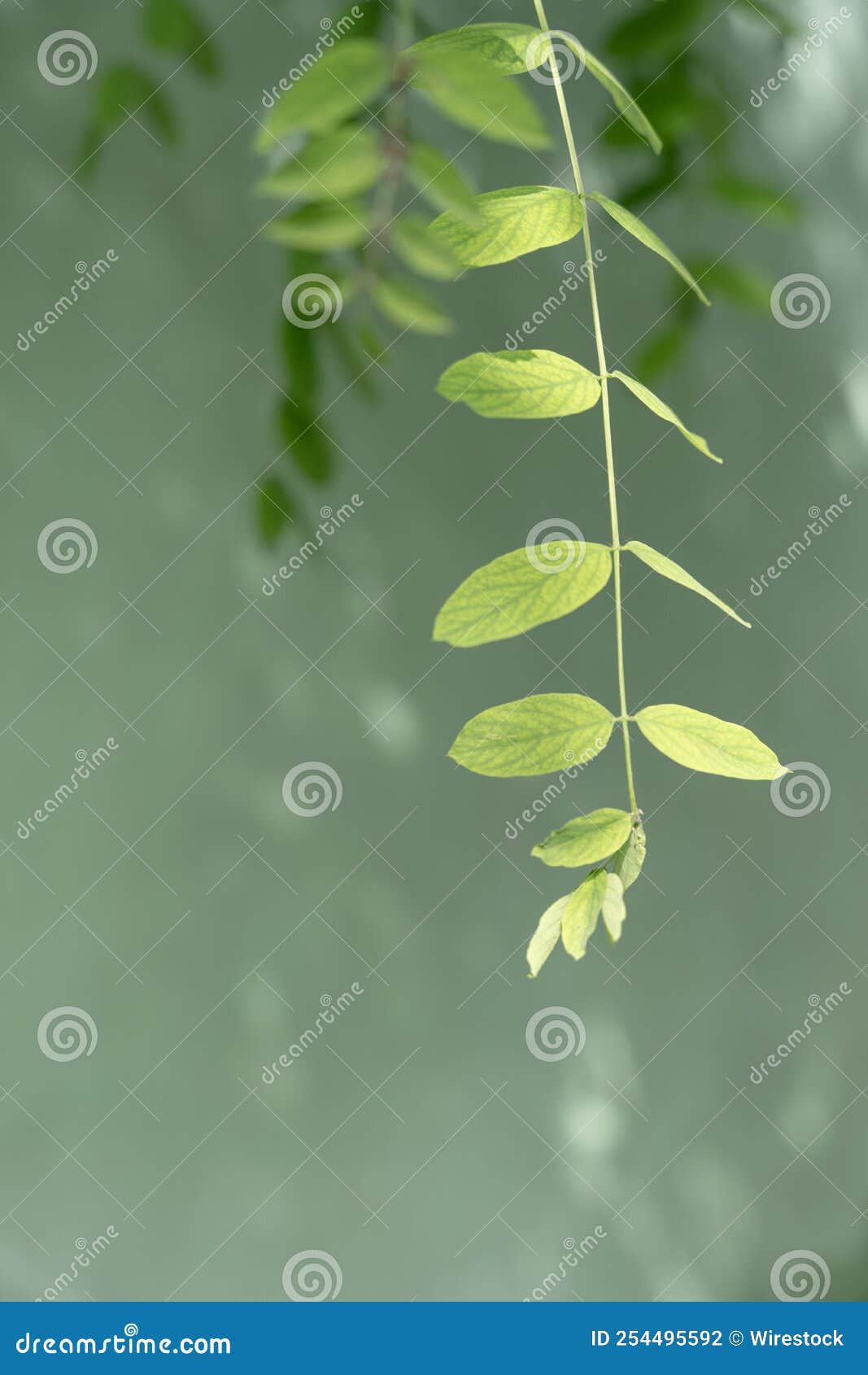 Vertical Closeup Shot of a Tree Branch with Leaves Stock Photo - Image ...