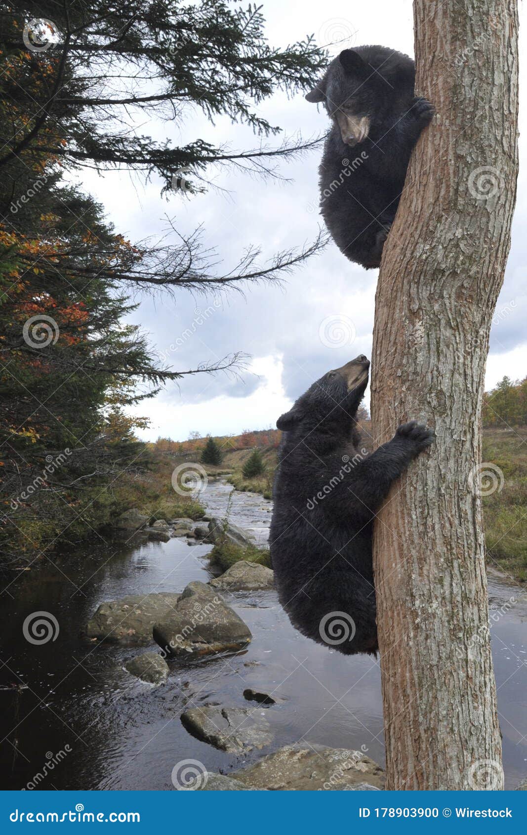 Vertical Closeup Shot of Two Black Bears Climbing the Tree Trunk Stock ...