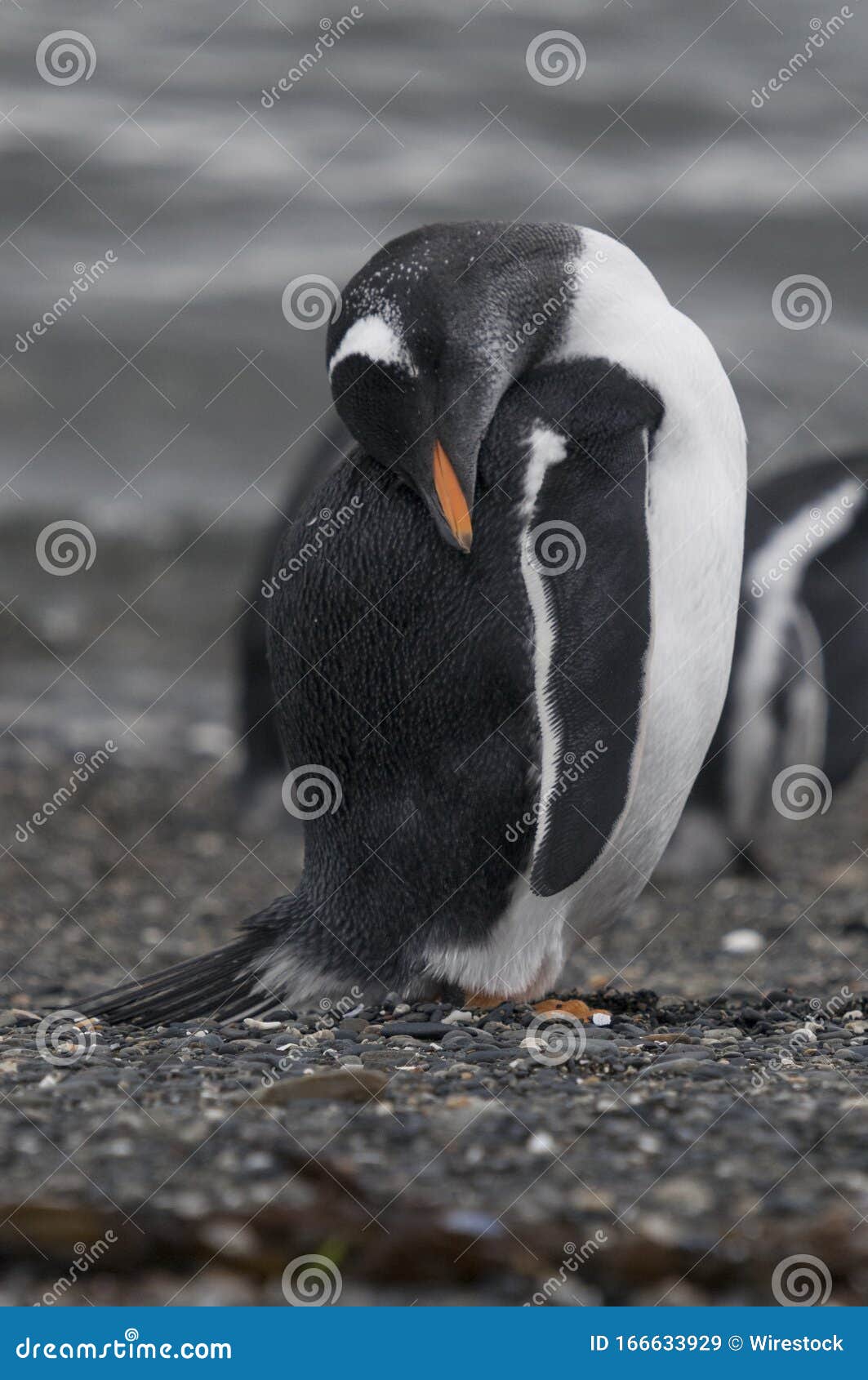 Vertical Closeup Shot of Two Penguins Hugging Each Other Stock Image ...