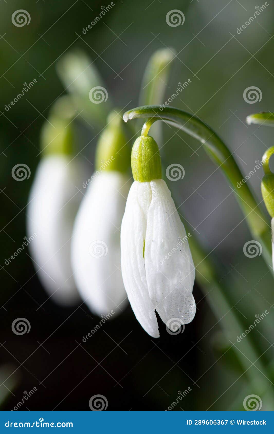 Vertical Closeup Shot of White Snowdrop Flowers Growing on a Field ...
