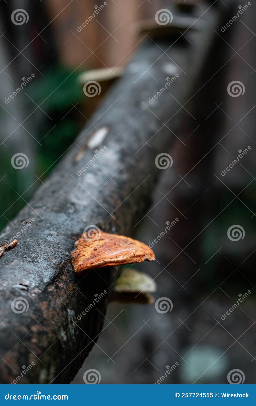 Vertical Closeup Shot of Wild Fungus Growing on a Tree Branch Stock ...
