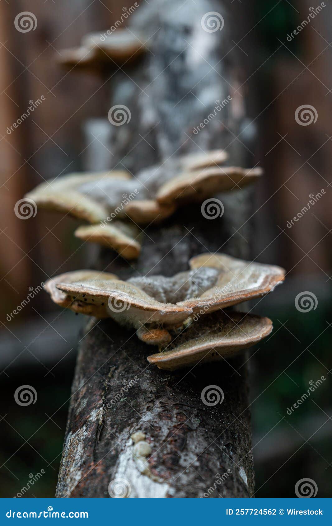 Vertical Closeup Shot of Wild Fungus Growing on a Tree Branch Stock ...