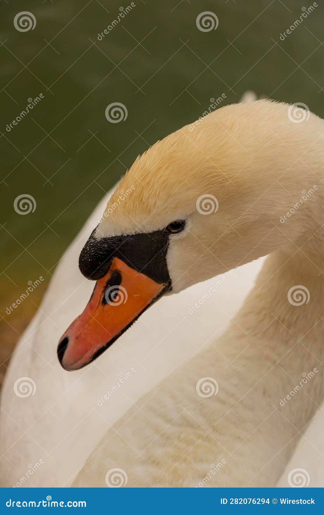 Vertical Closeup Shot of a Yellowed Swan Looking Down Stock Photo ...