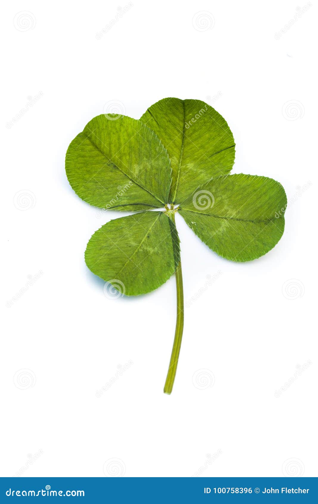 4-Leaf Clover on White stock photo. Image of four, abnormality - 100758396