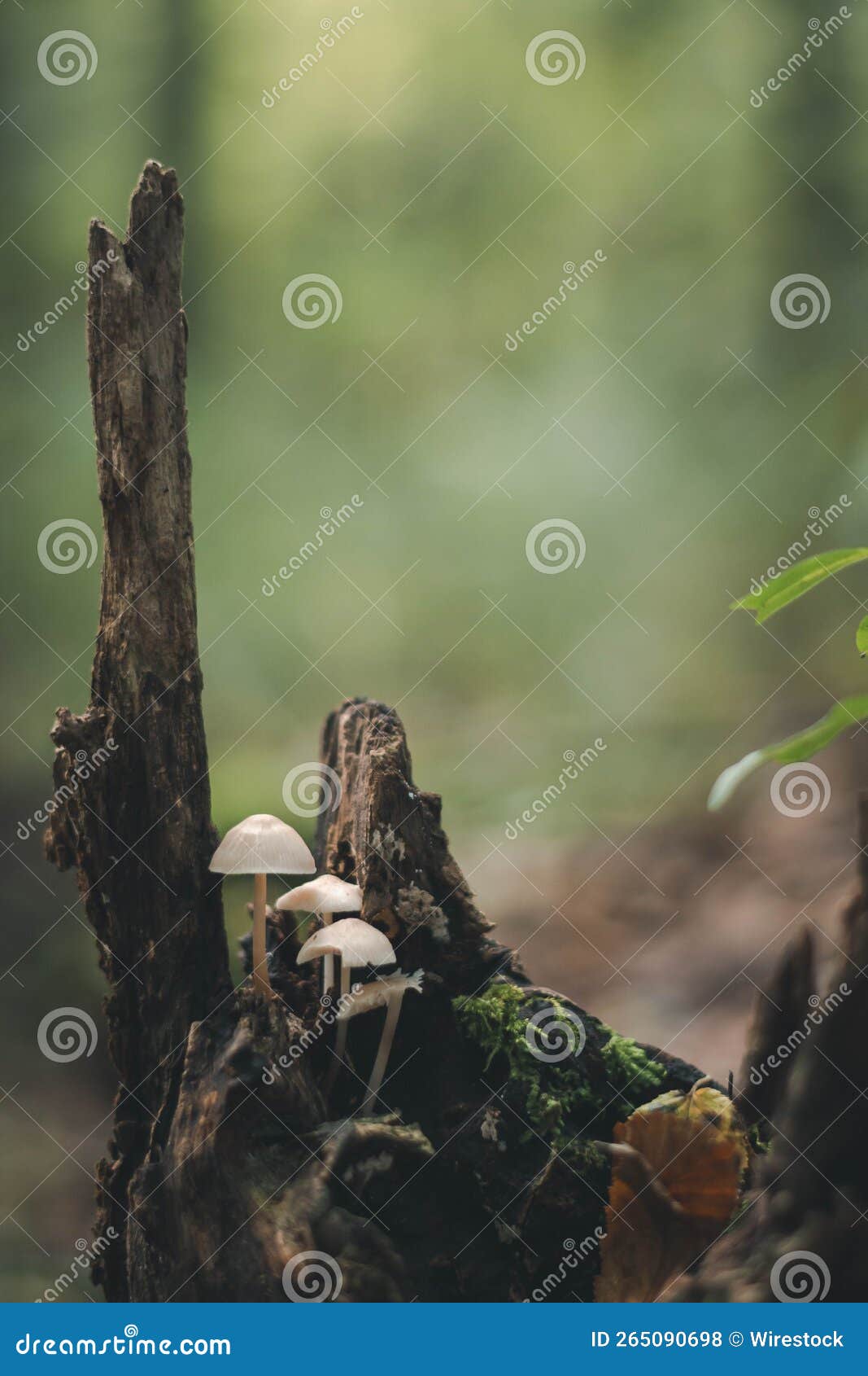 Vertical Closeup of Slippery Mycena (Roridomyces Roridus) Growing on a ...