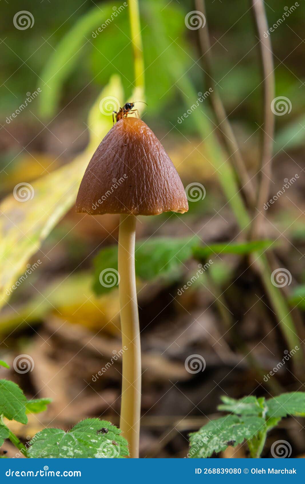 A Vertical Closeup of a Small Brown Mushroom Conocybe Siliginea Stock ...