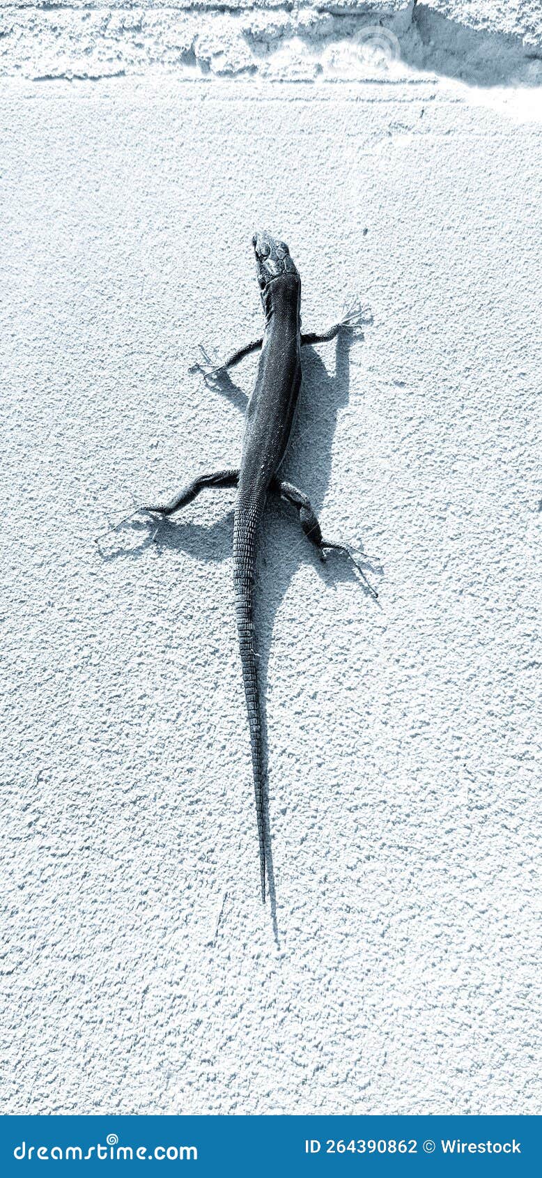 Vertical Closeup of a Small Lizard on a White Ground Stock Photo ...