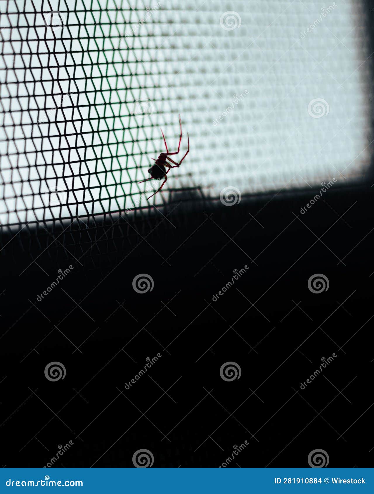 Vertical Closeup of a Spider Walking on a Metal Net Stock Photo - Image ...
