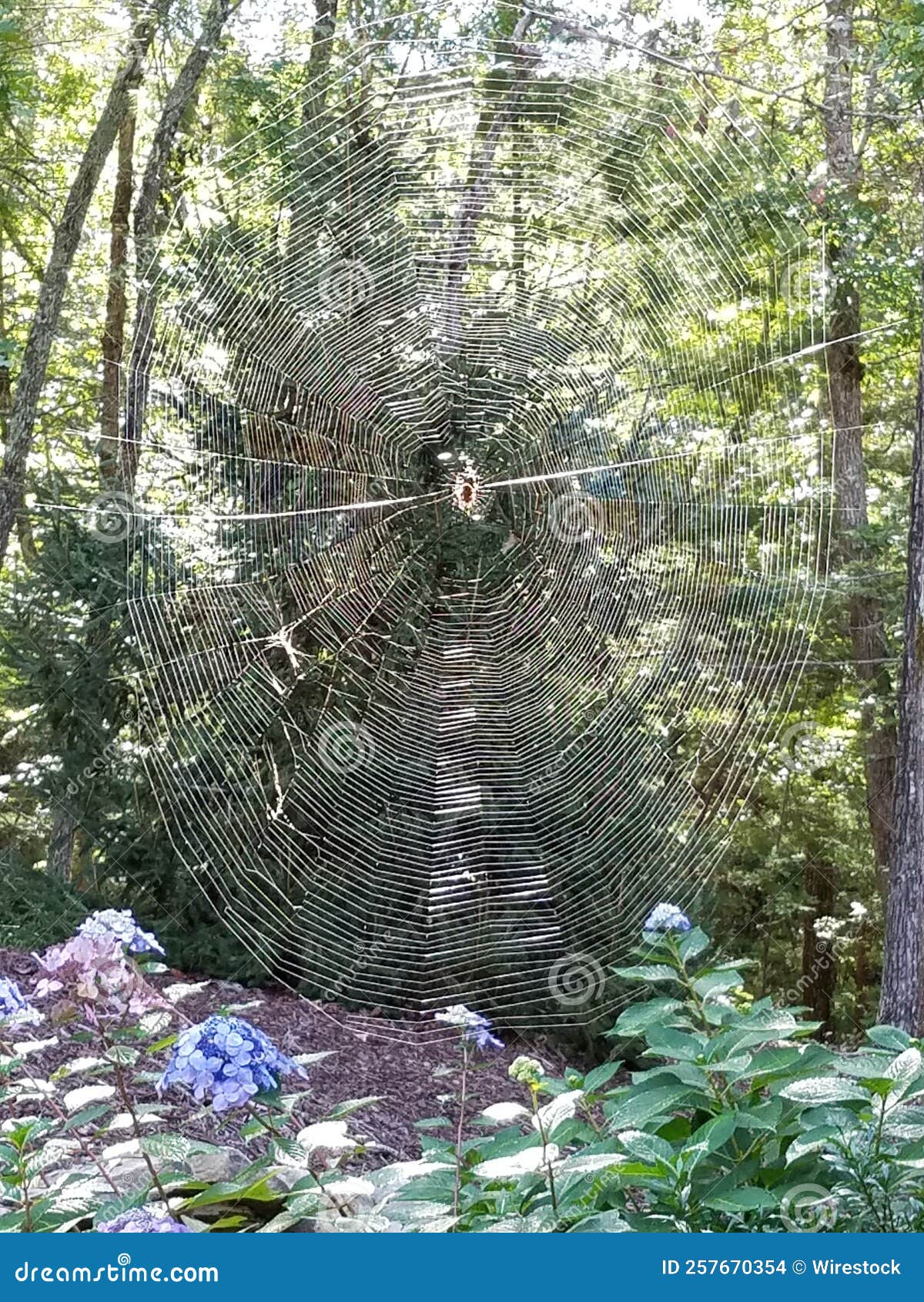 Vertical Closeup of a Spider on a Web in a Forest on a Sunny Day Stock ...