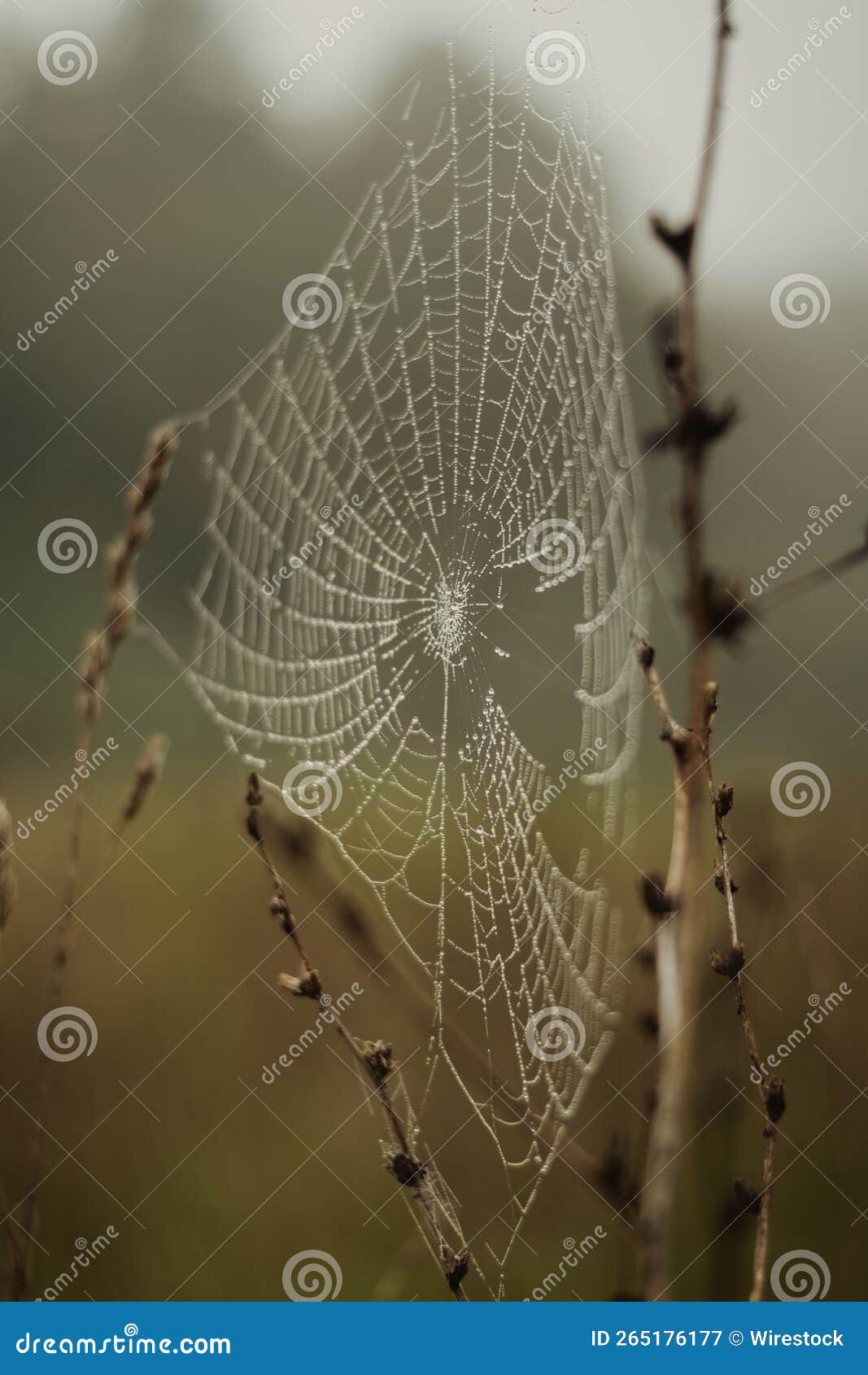 Vertical Closeup of Spider Web between Two Stems in a Gloomy Morning ...