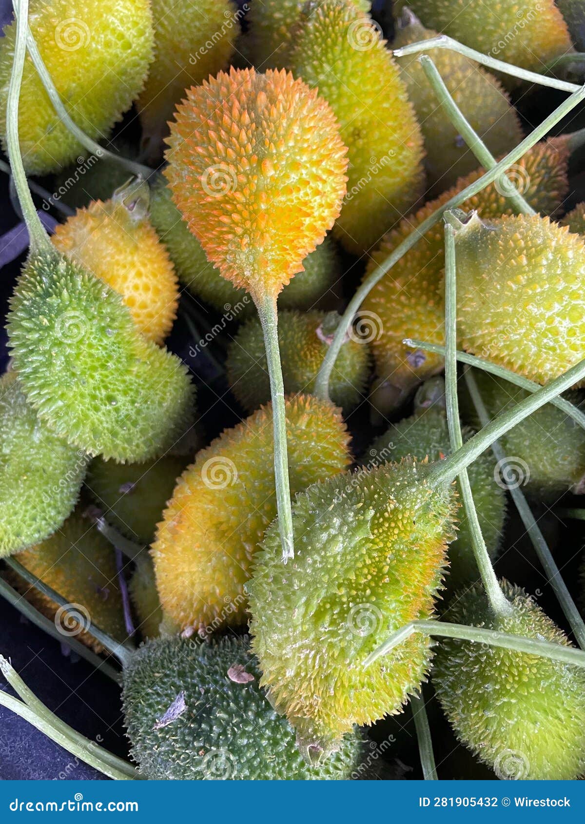 Vertical Closeup of Spiny Gourds on a Stack Stock Photo - Image of ...