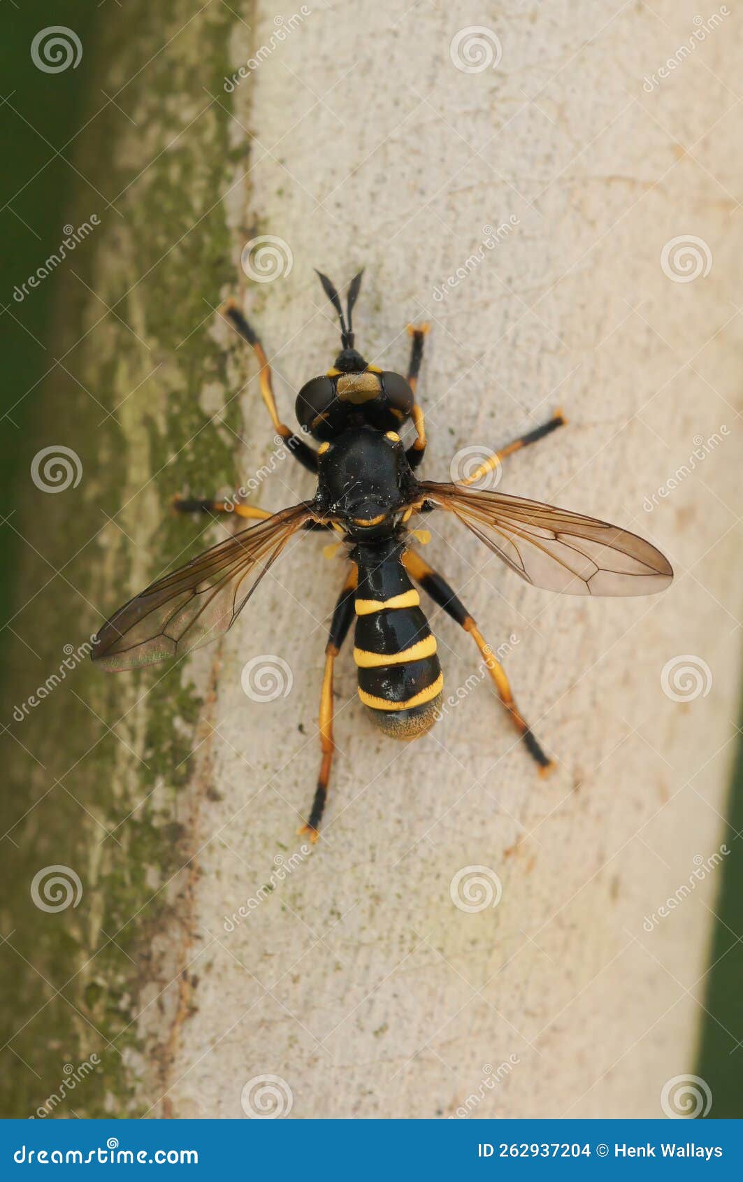 Closeup on a Strange Thick Headed Fly, the Yellow-legged Beegrabber ...