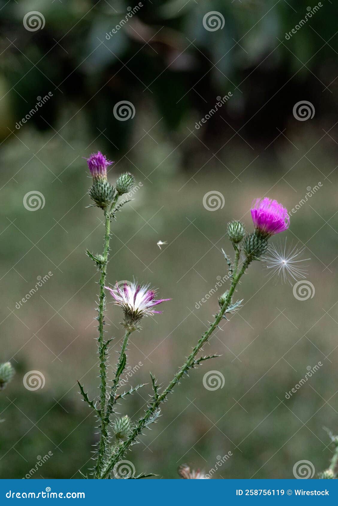 Vertical Closeup of Thistles Growing in a Field Stock Image - Image of ...