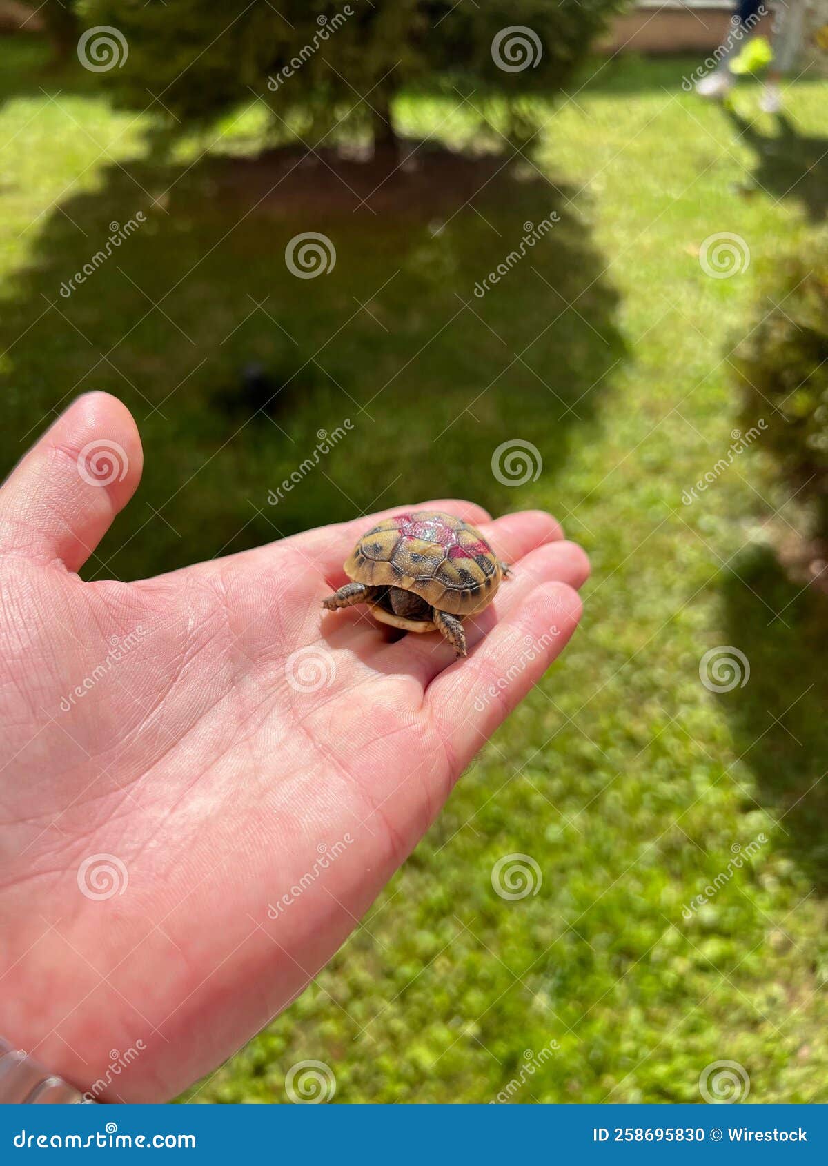 Vertical Closeup of a Tiny Turtle Hiding in Its Shell in a Human S Hand ...