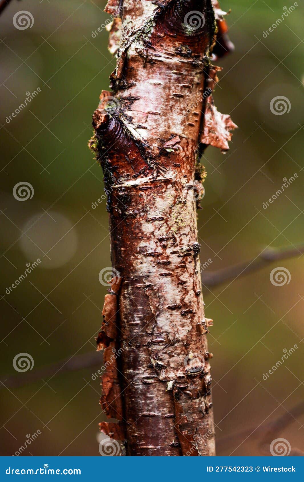 Vertical Closeup of a Tree Branch with Cracked Bark Stock Image - Image ...