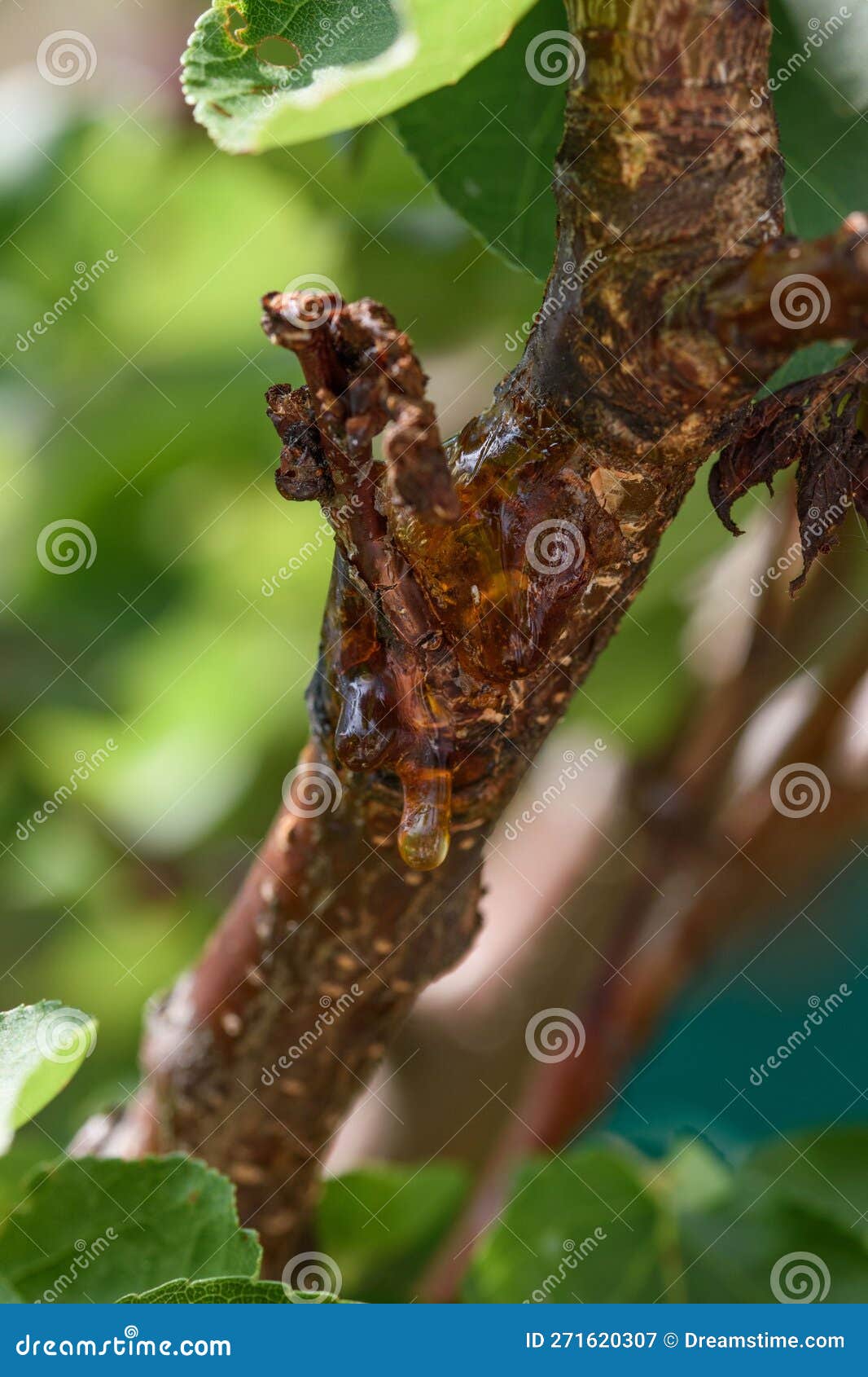 Vertical Closeup of a Tree Branch with Tree Resin Drops. Stock Image ...