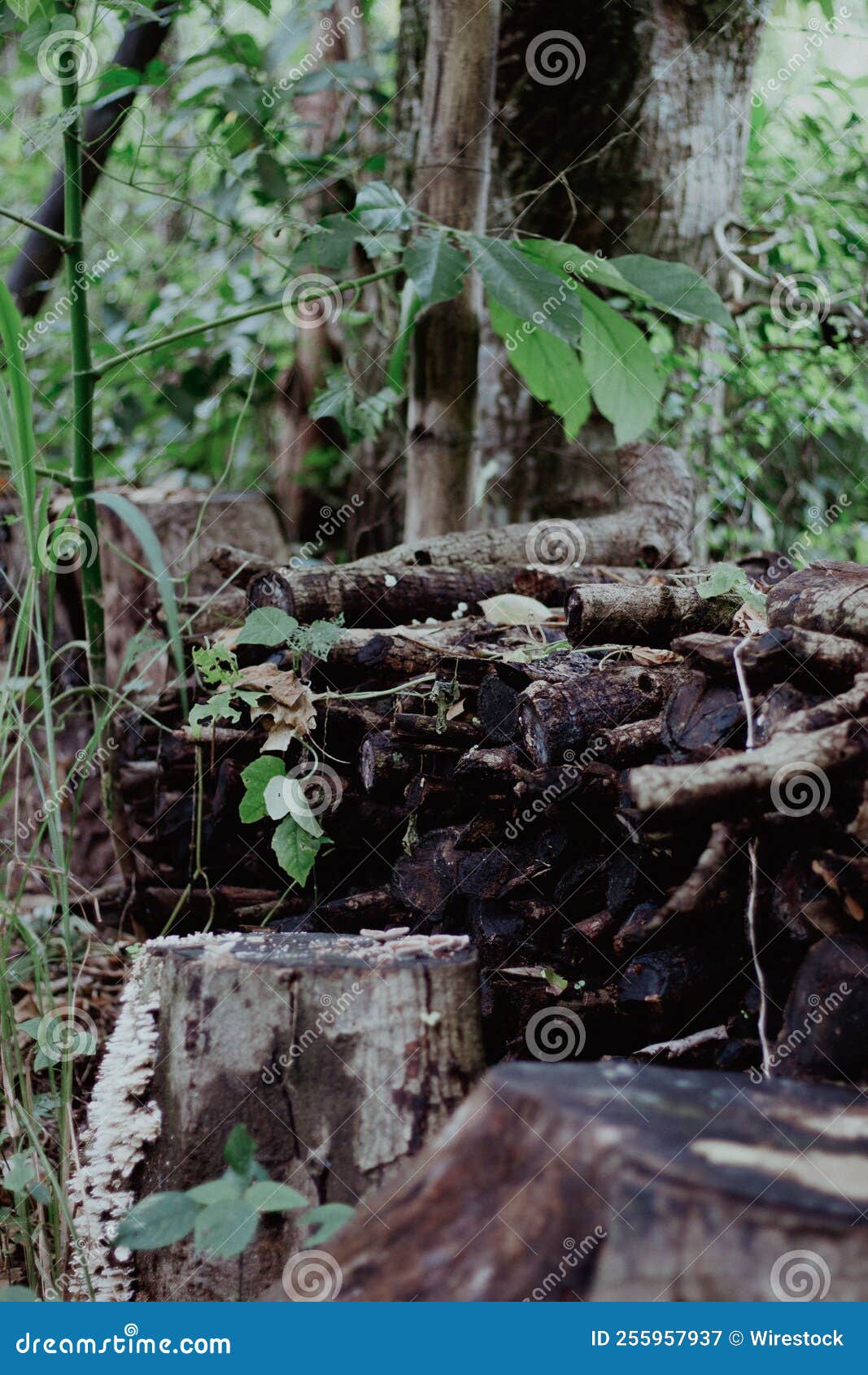 Vertical Closeup of Tree Logs and Branches Against Stumps in a Forest ...