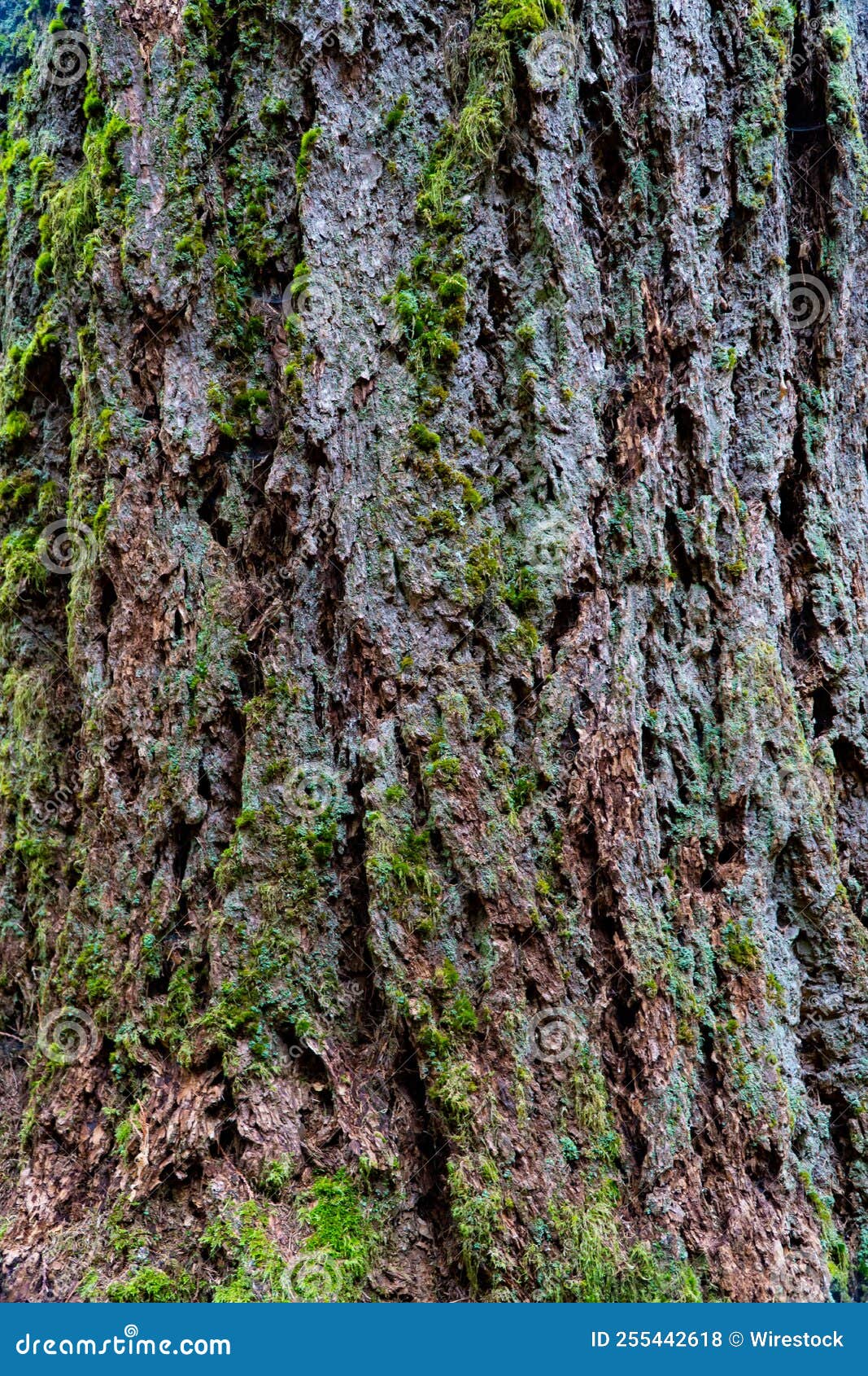 Vertical Closeup of a Tree Trunk Covered with Green Moss. Stock Photo ... Vertical Closeup of a Tree Trunk Covered with Green Moss. Stock Photo ...