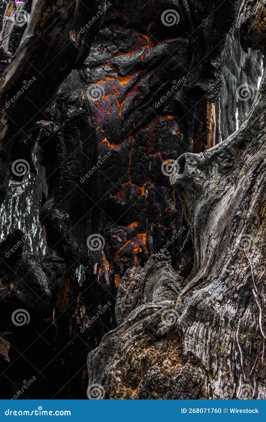 Vertical Closeup of the Tree Trunk with Dark Bark. Stock Photo - Image ...