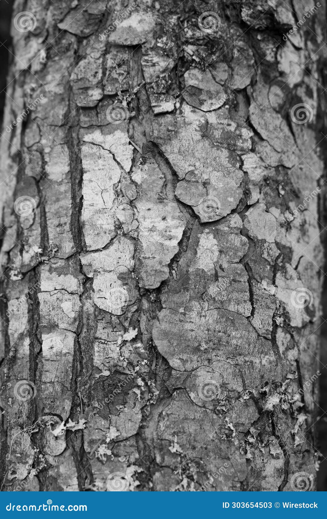 Vertical Closeup of a Tree Trunk Texture Stock Image - Image of ...