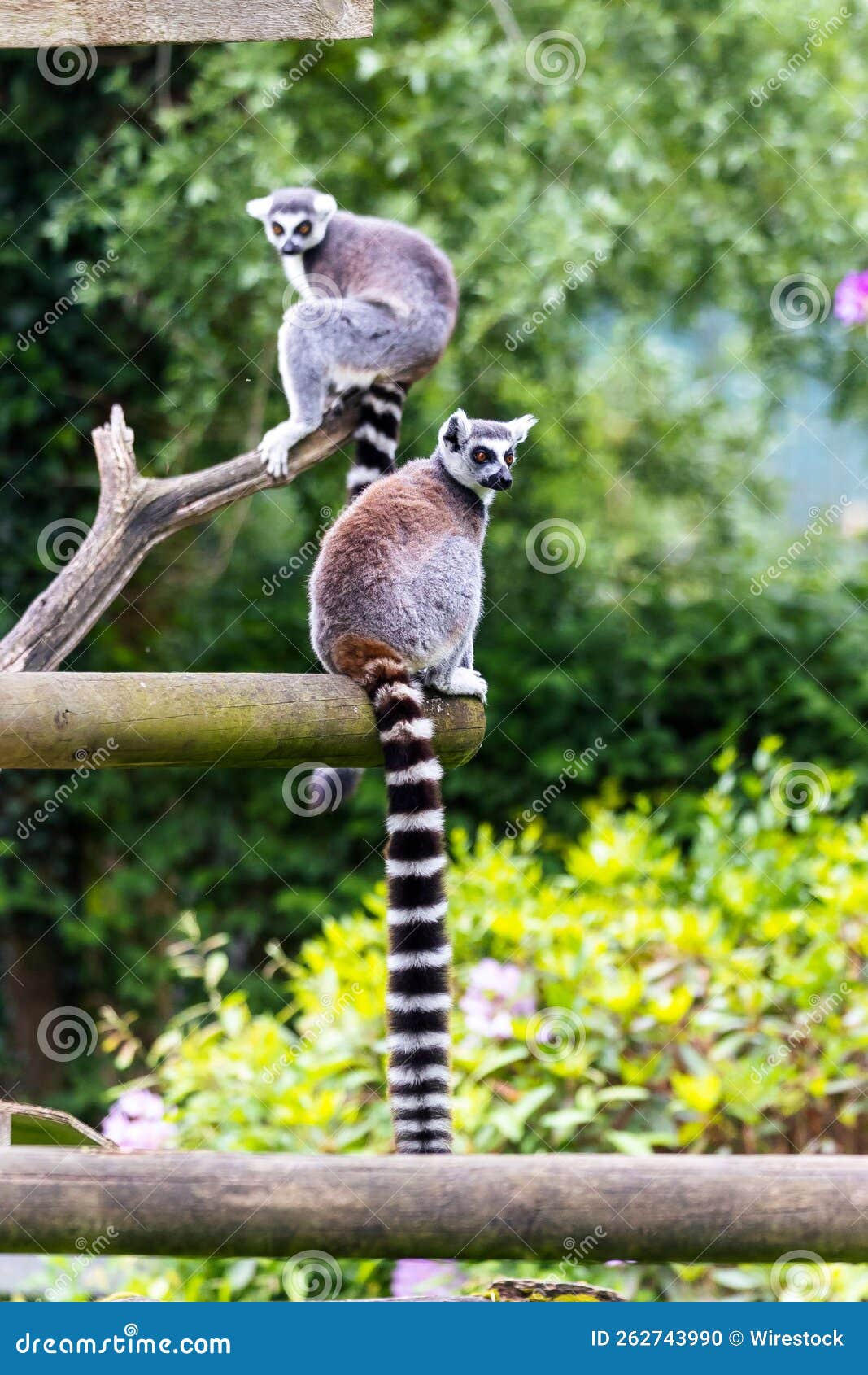 Vertical Closeup of Two Lemurs on a Tree Branch in a Zoo Stock Photo ...