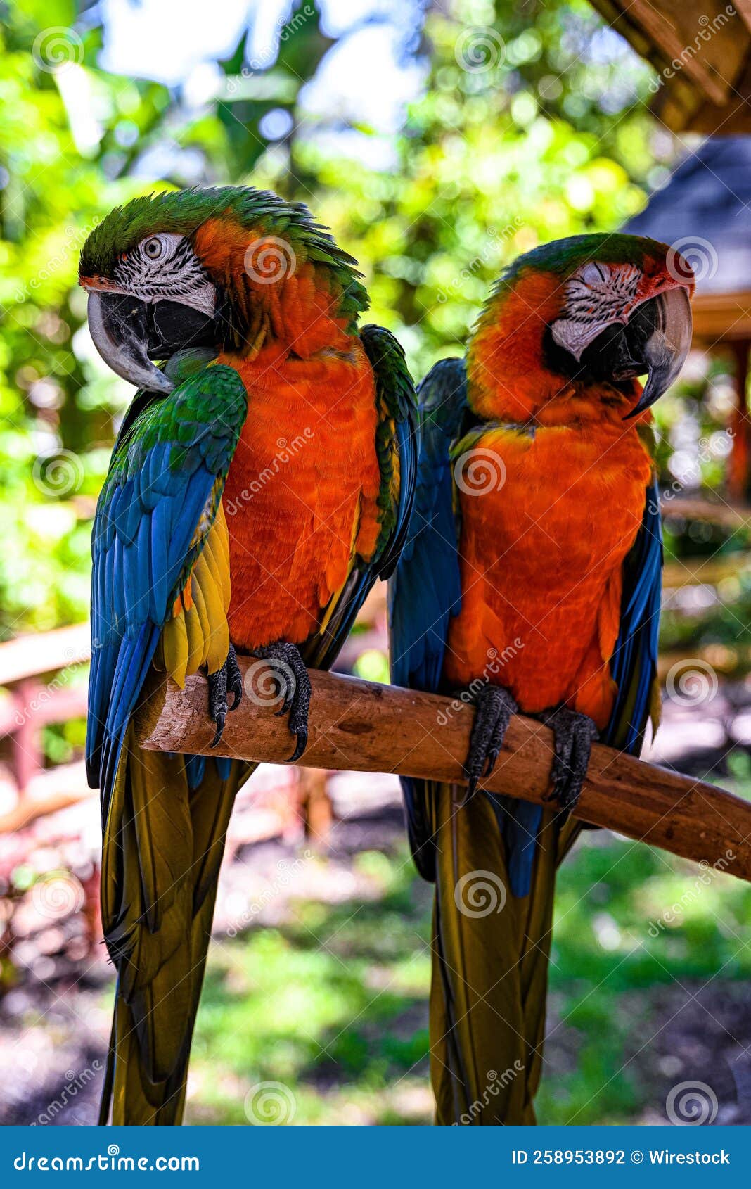 Vertical Closeup of Two Macaws Standing on the Tree Branch with Blurred ...