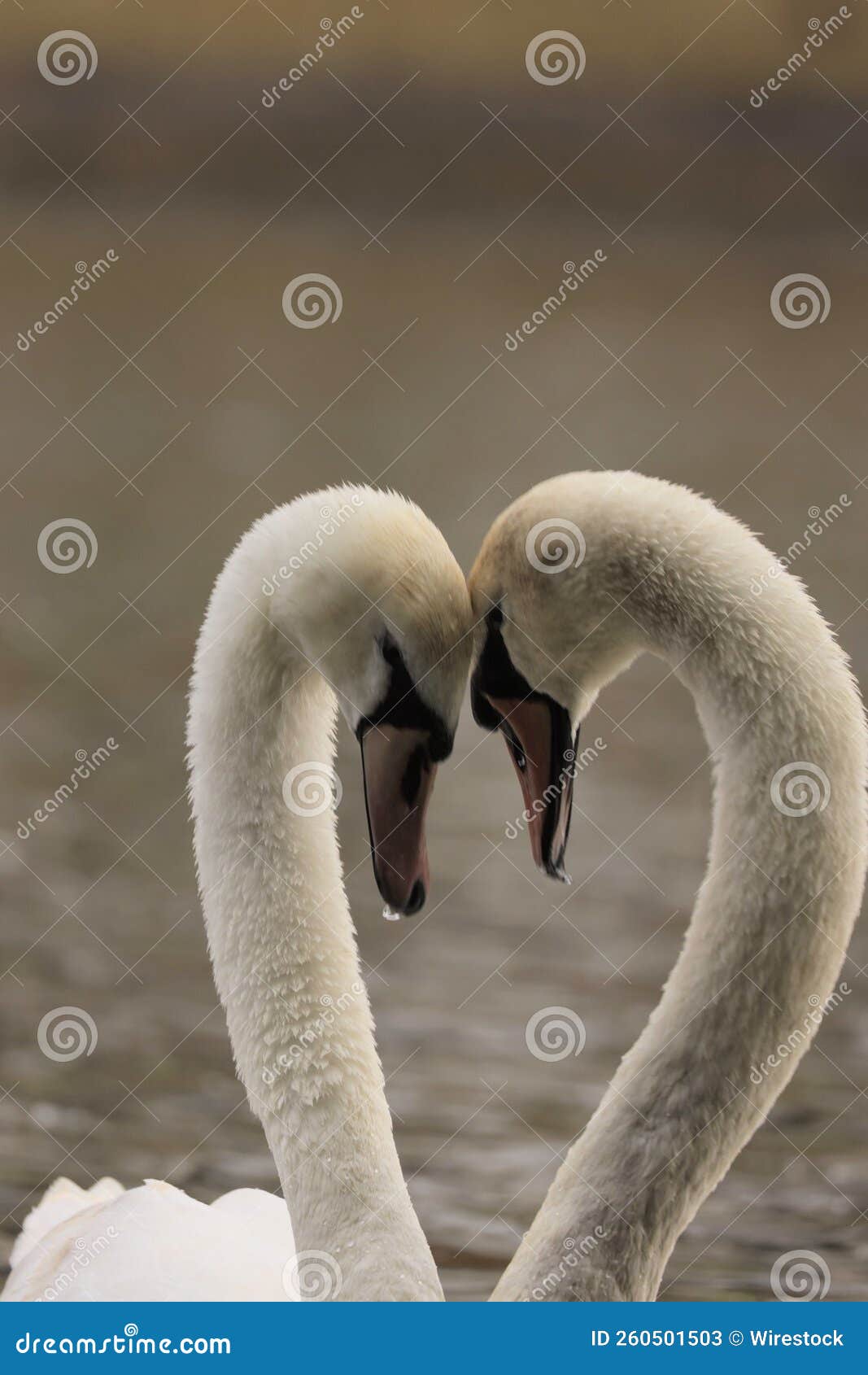 Vertical Closeup of Two White Swans Courting Stock Image - Image of ...