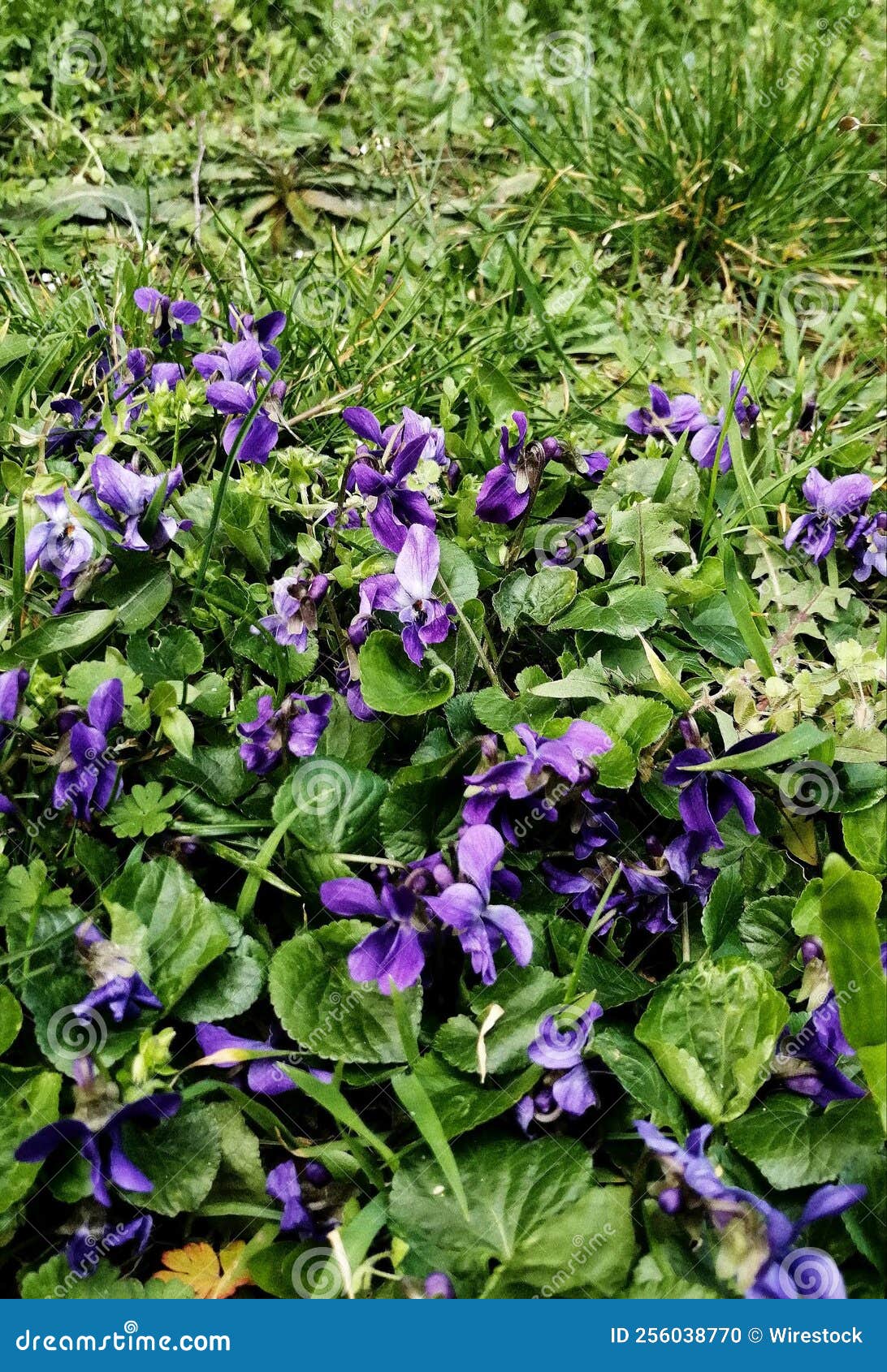 Vertical Closeup of Viola Odorata, Sweet Violet. Stock Photo - Image of ...