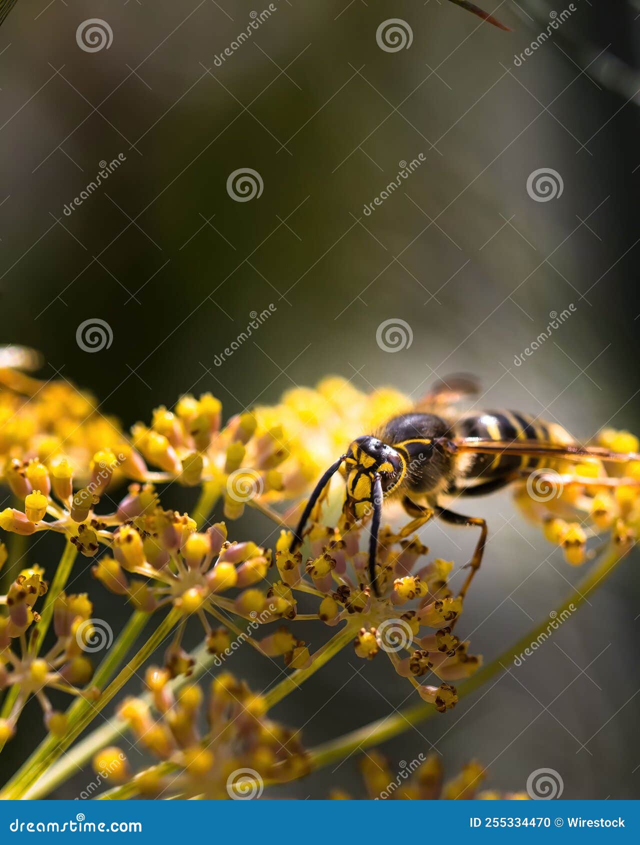 Vertical Closeup of a Wasp Pollinating on a Yellow Flower Stock Photo ...