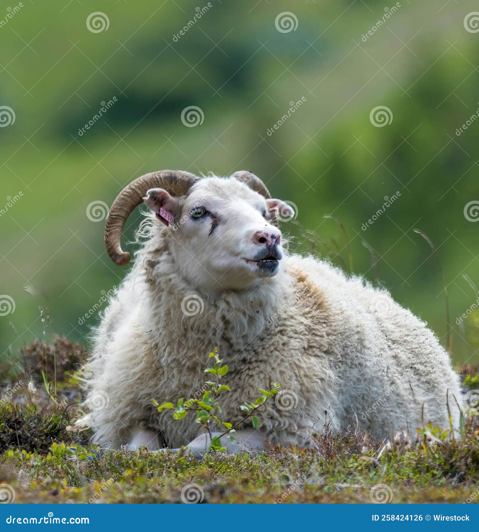 Vertical Closeup of a White Ram Resting on the Ground. Stock Photo ...
