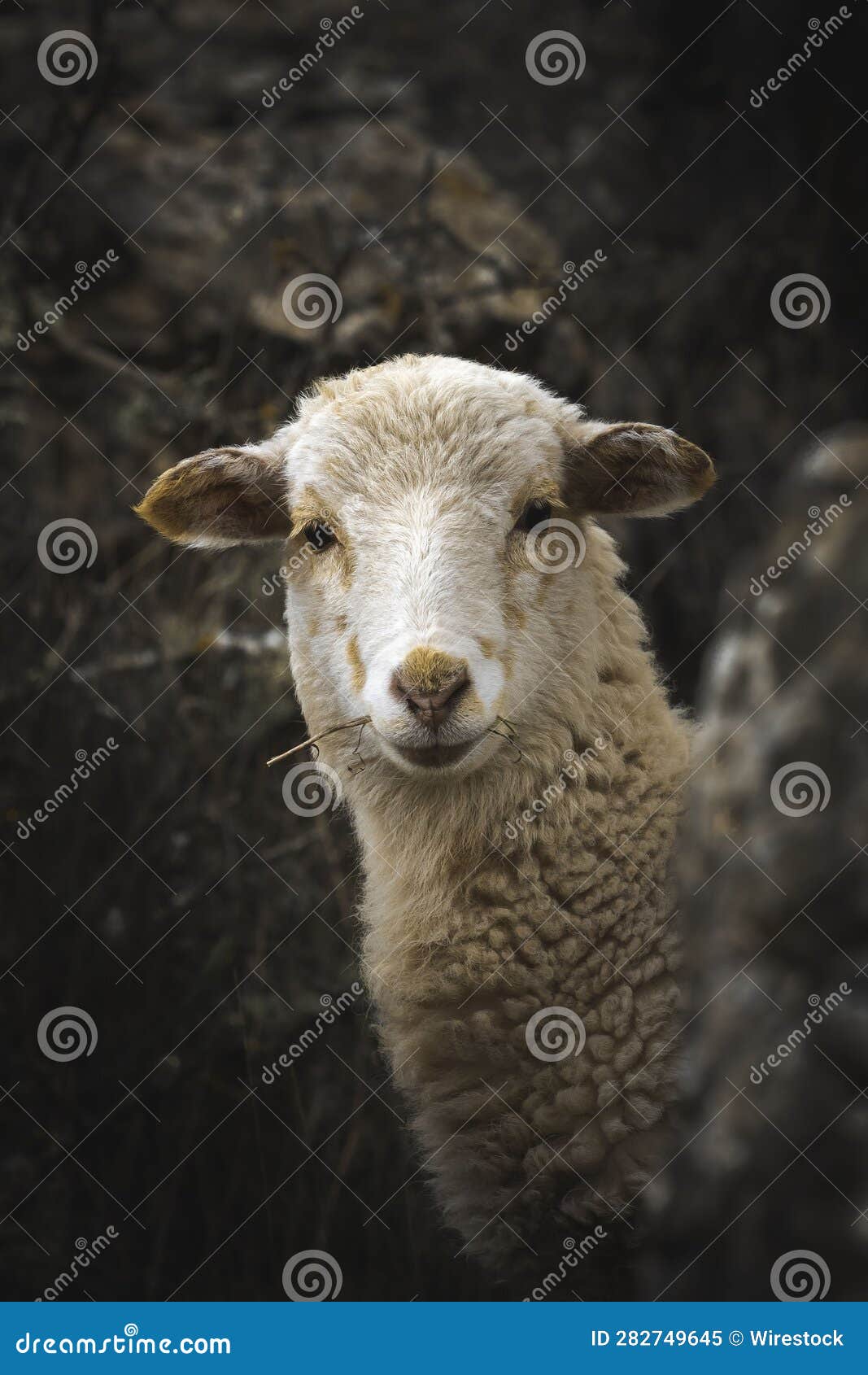 Vertical Closeup of a White Sheep Looking at the Camera Stock Image ...