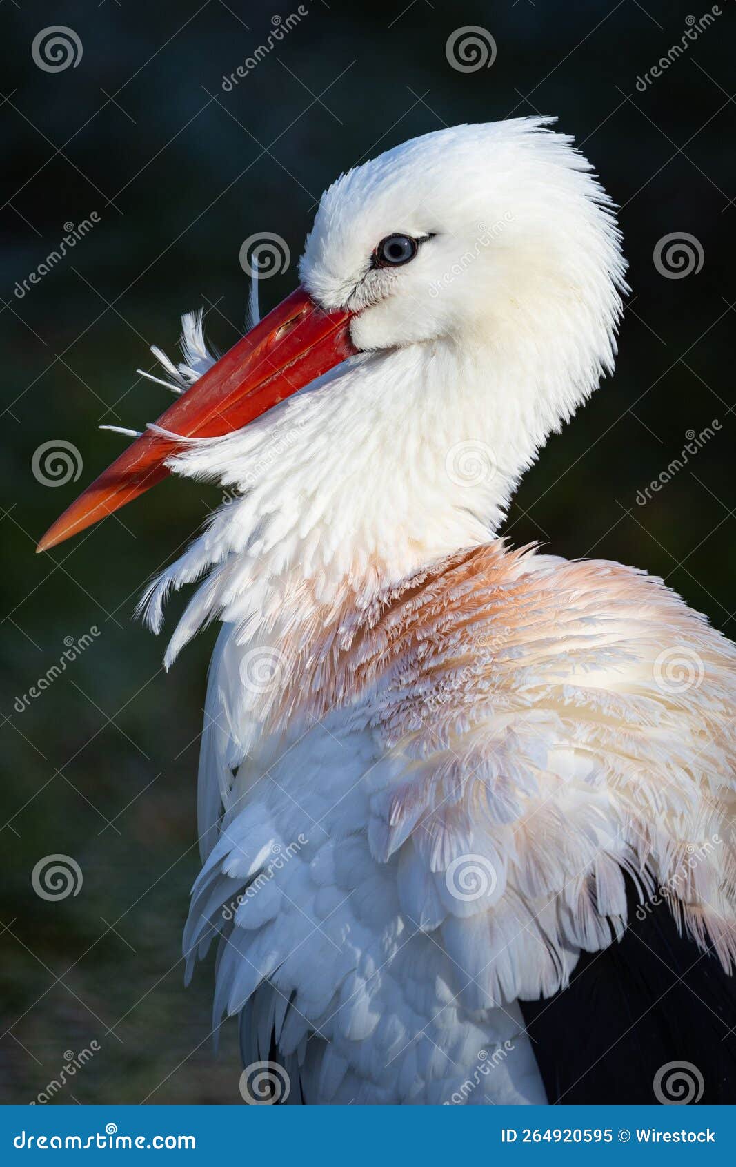 Vertical Closeup of a White Stork with a Big Beak and White Plumage ...