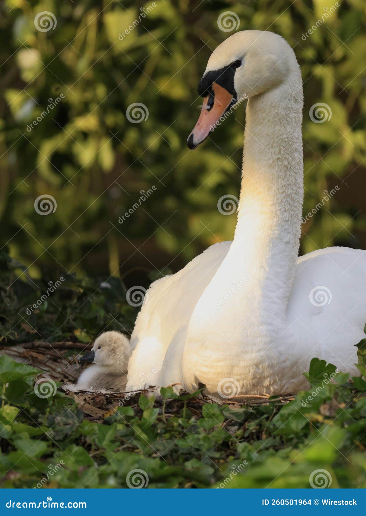 Vertical Closeup of a White Swan Sitting on the Ground Stock Photo ...