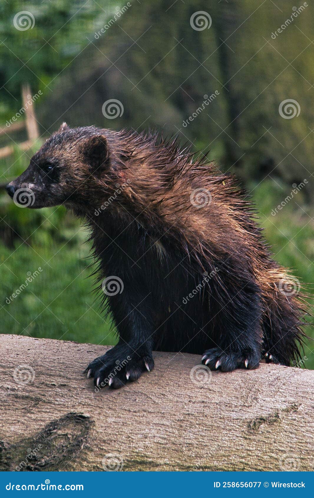 Vertical Closeup of a Wolverine Climbing on a Tree Log Stock Image ...