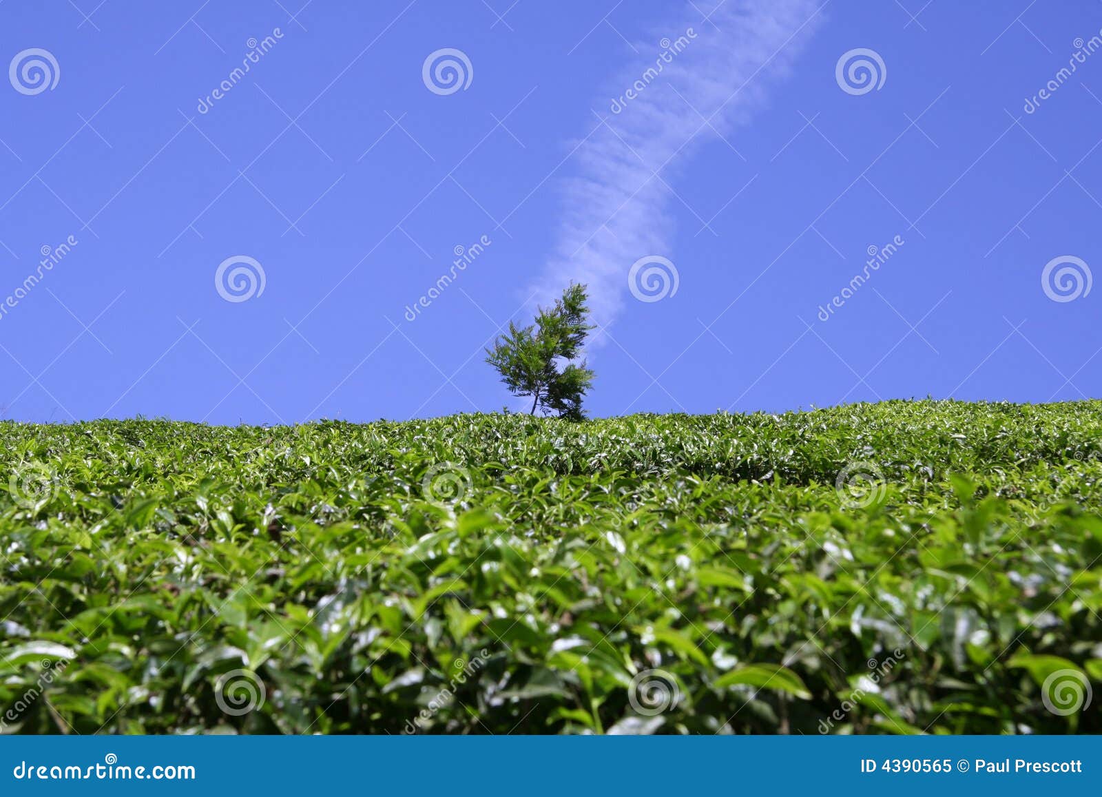 Vertical Cloud Above Tree in Tea Plantation Stock Image - Image of ...