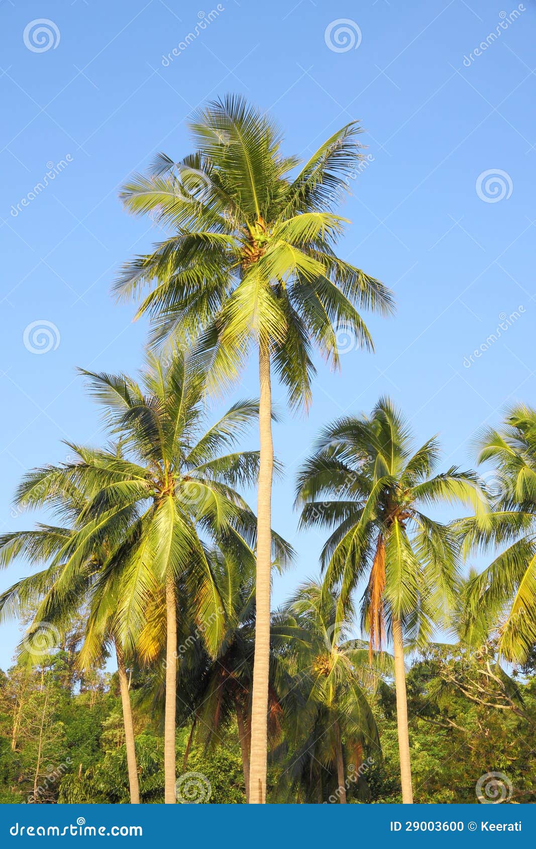 Vertical Coconut Tree Group Stock Photo - Image of coconut, plant: 29003600