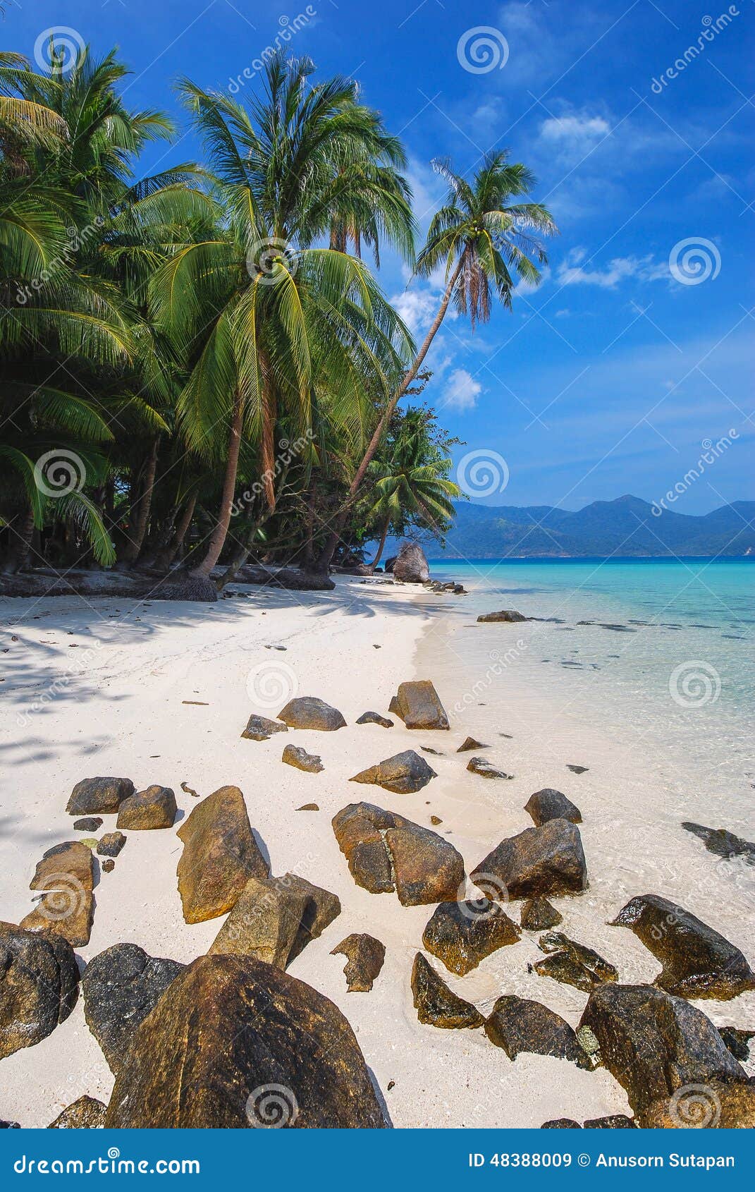 Vertical Coconut Trees on White Sand Beach Stock Image - Image of beach ...