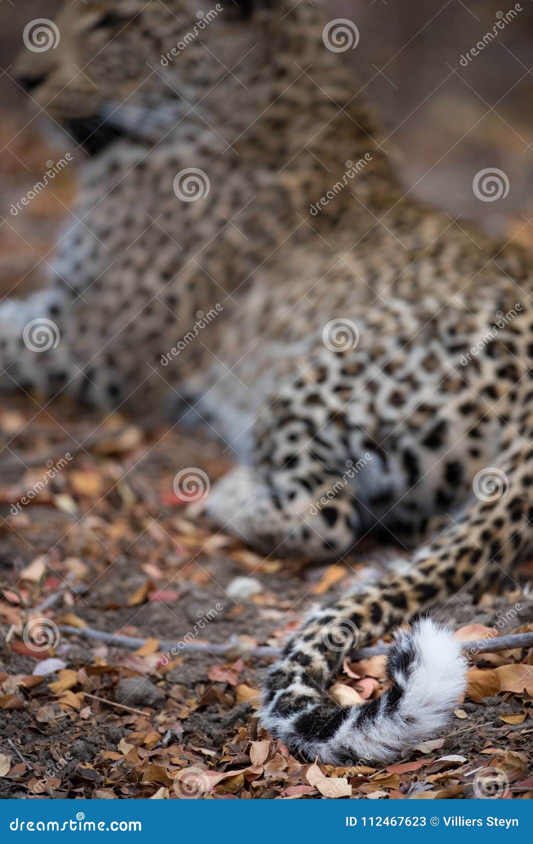 The Curled, White Tip of a Leopard`s Tail. Stock Image - Image of ...