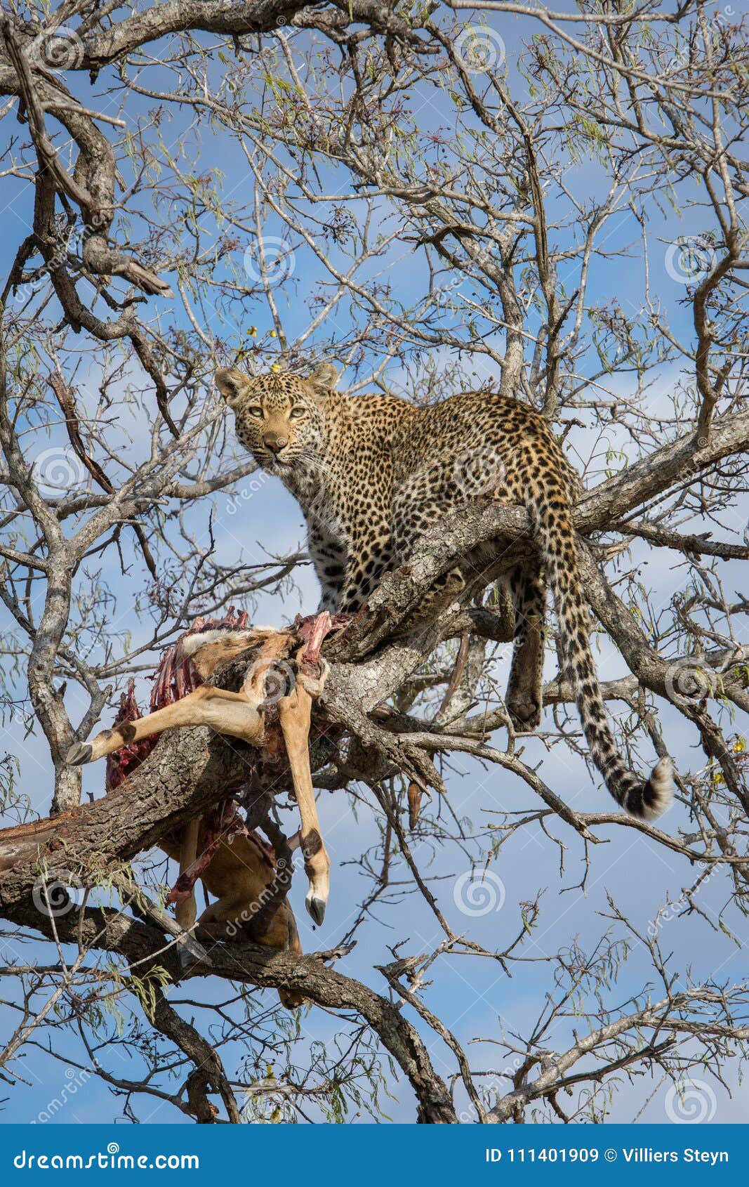 A Leopard in a Tree with a Carcass. Stock Image - Image of looking ...